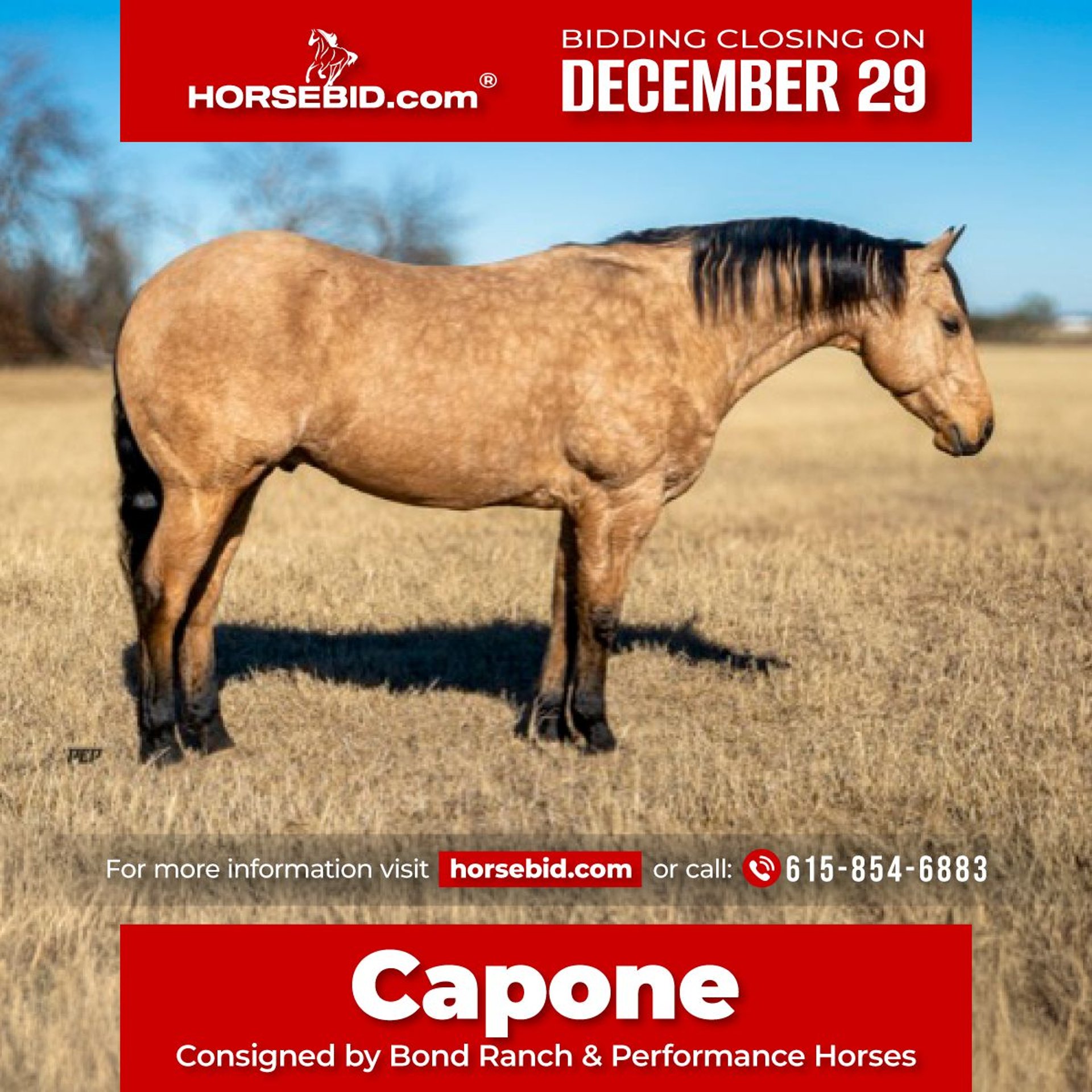 American Quarter Horse Gelding 6 years 14,2 hh Buckskin in Ranger