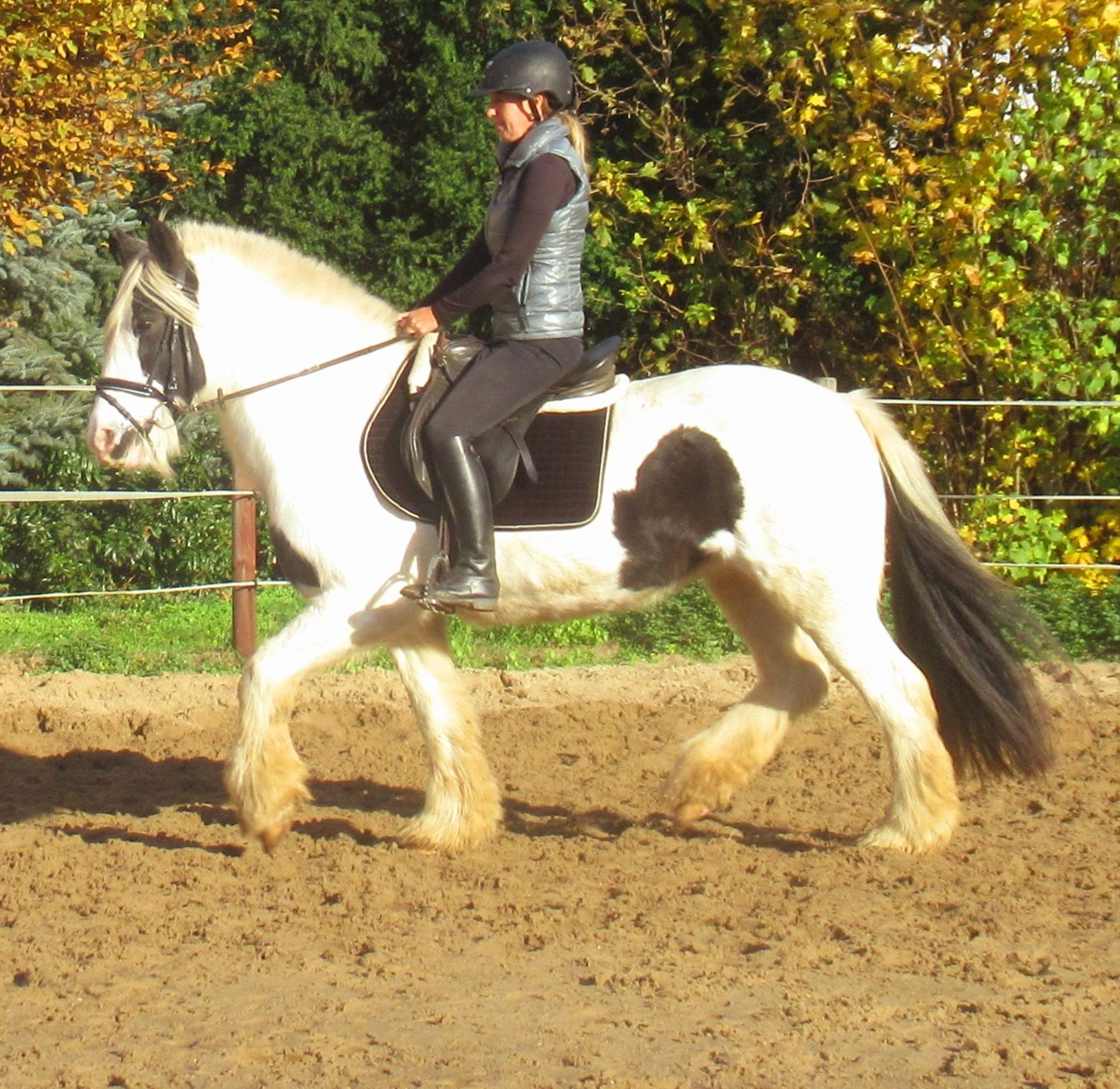 Gypsy Horse Mare 15 years 14,1 hh Pinto in Velpke