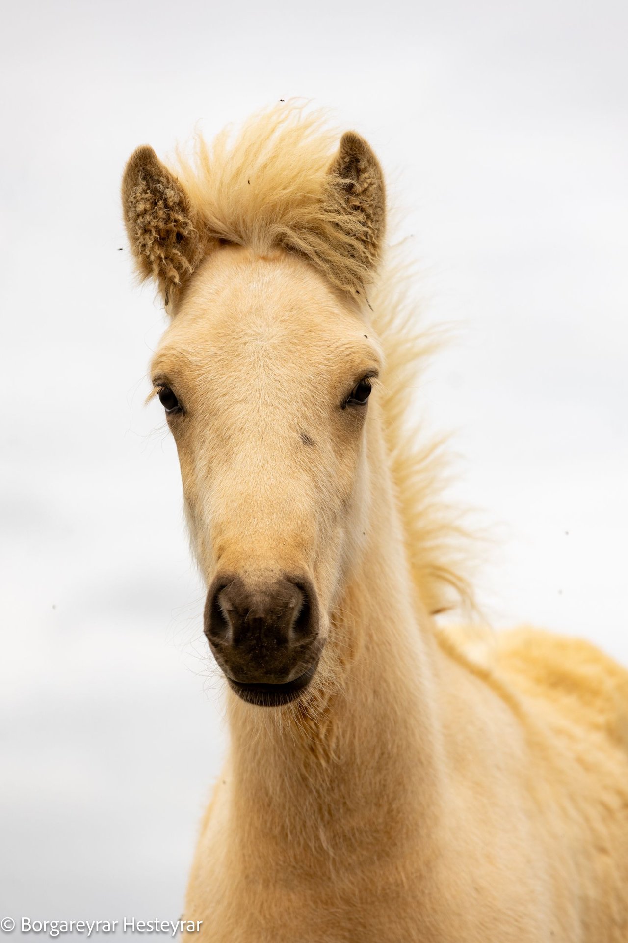 IJslander Hengst Veulen (06/2025) Palomino in Hvolsvöllur