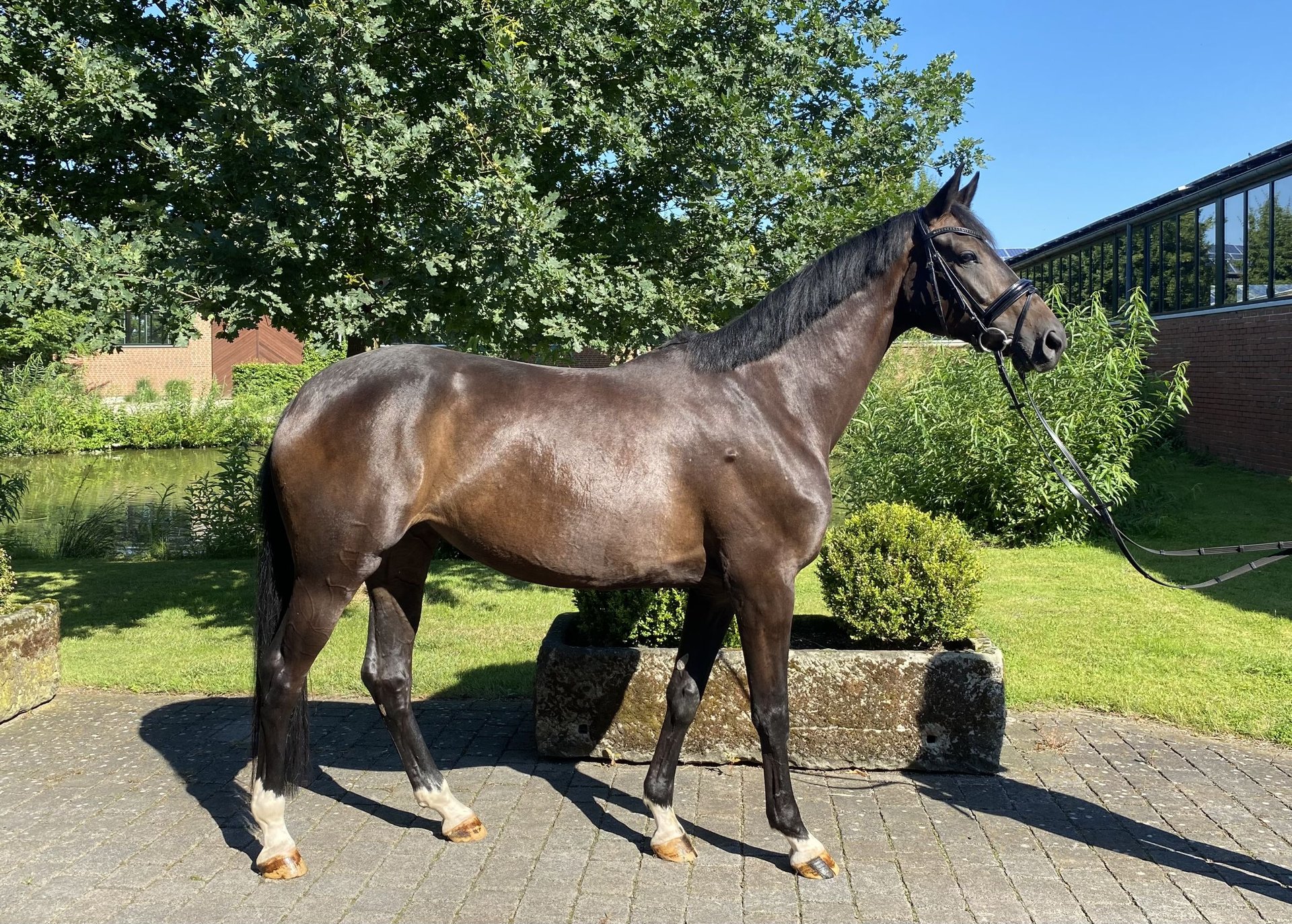 Oldenburg Mare 6 years 16,2 hh Bay-Dark in Altenberge