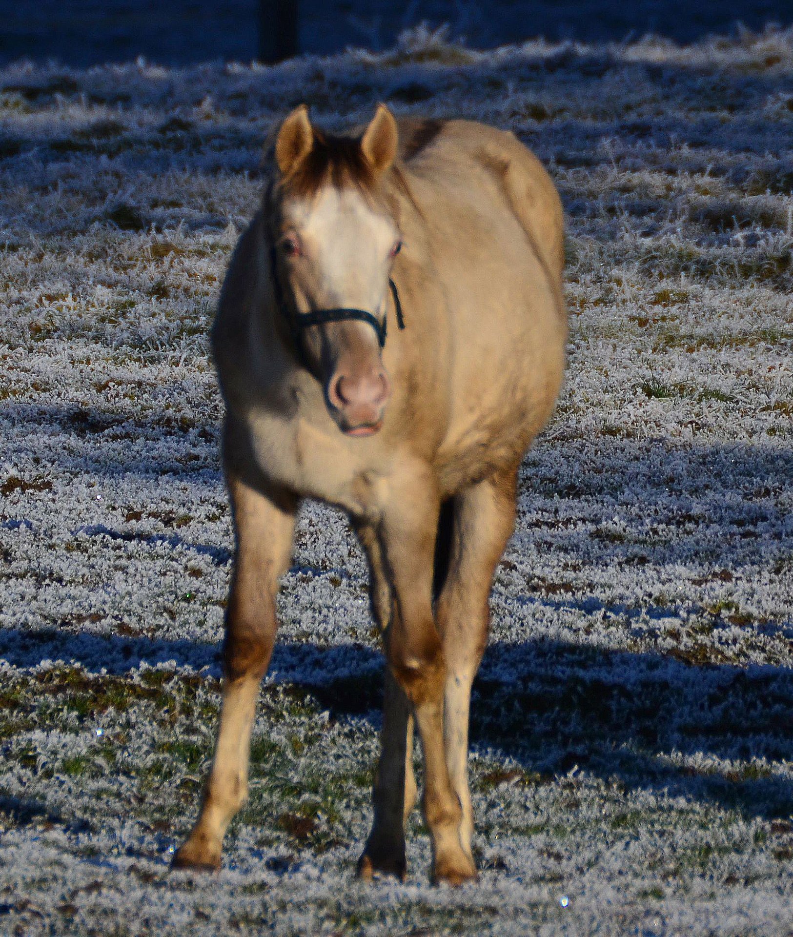 Paint Horse Stallion 1 year 15 hh in Buchbach