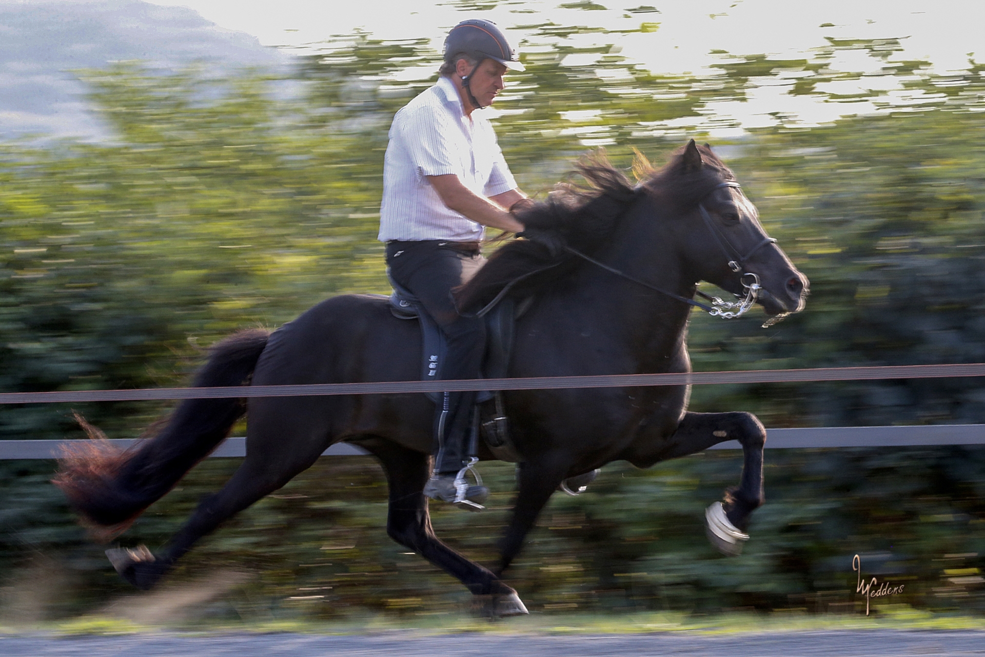 Icelandic Horse Stallion Black in Blankenheim