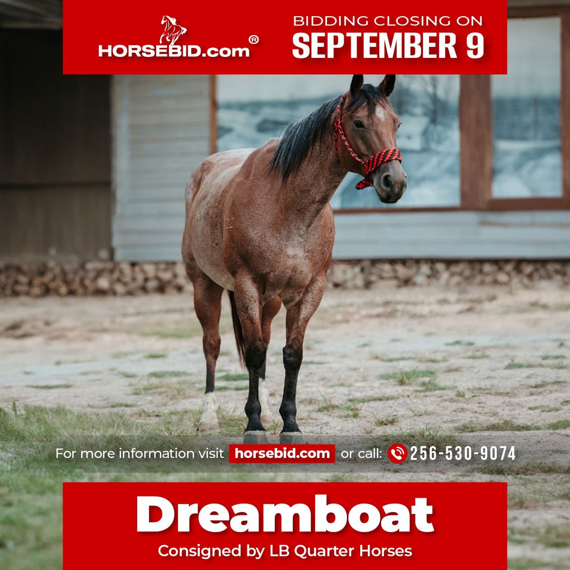 American Quarter Horse Gelding 12 years 15,3 hh Roan-Bay in Horton, AL