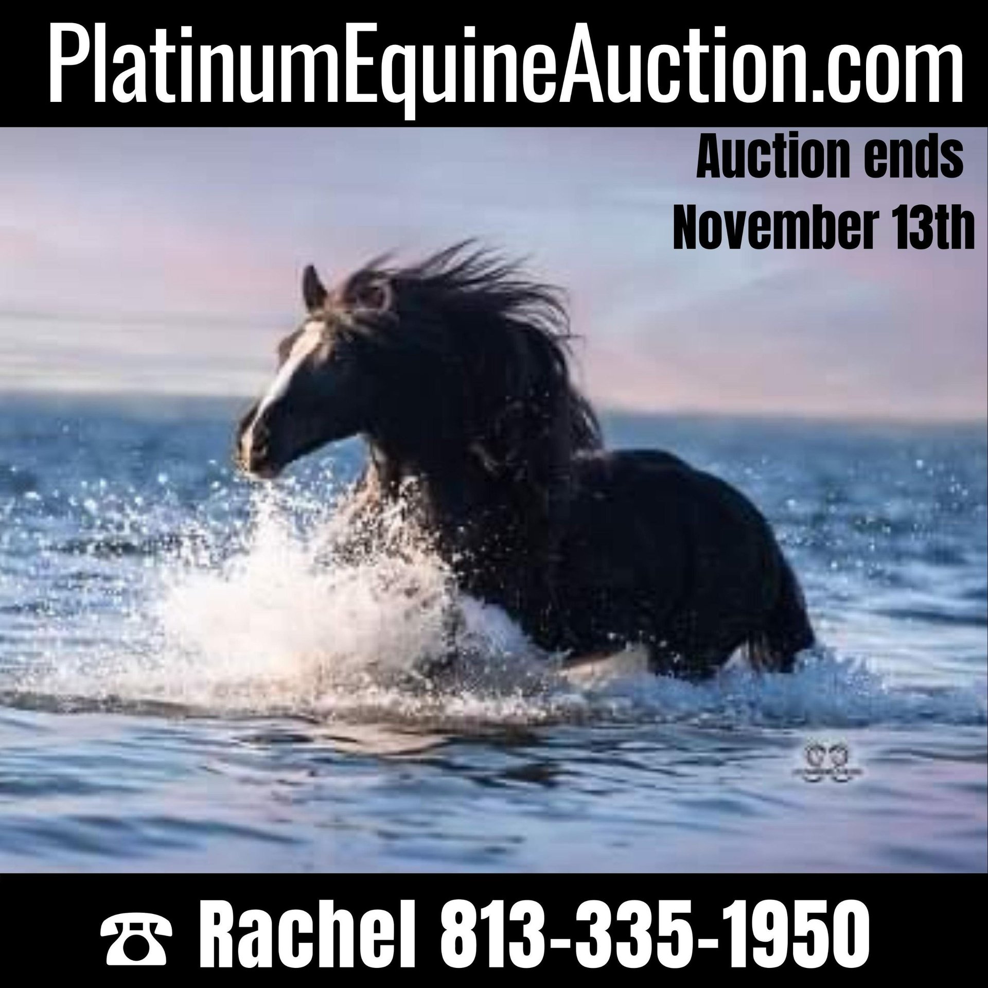 Gypsy Horse Gelding 10 years 13,2 hh Black in Brooksville Florida