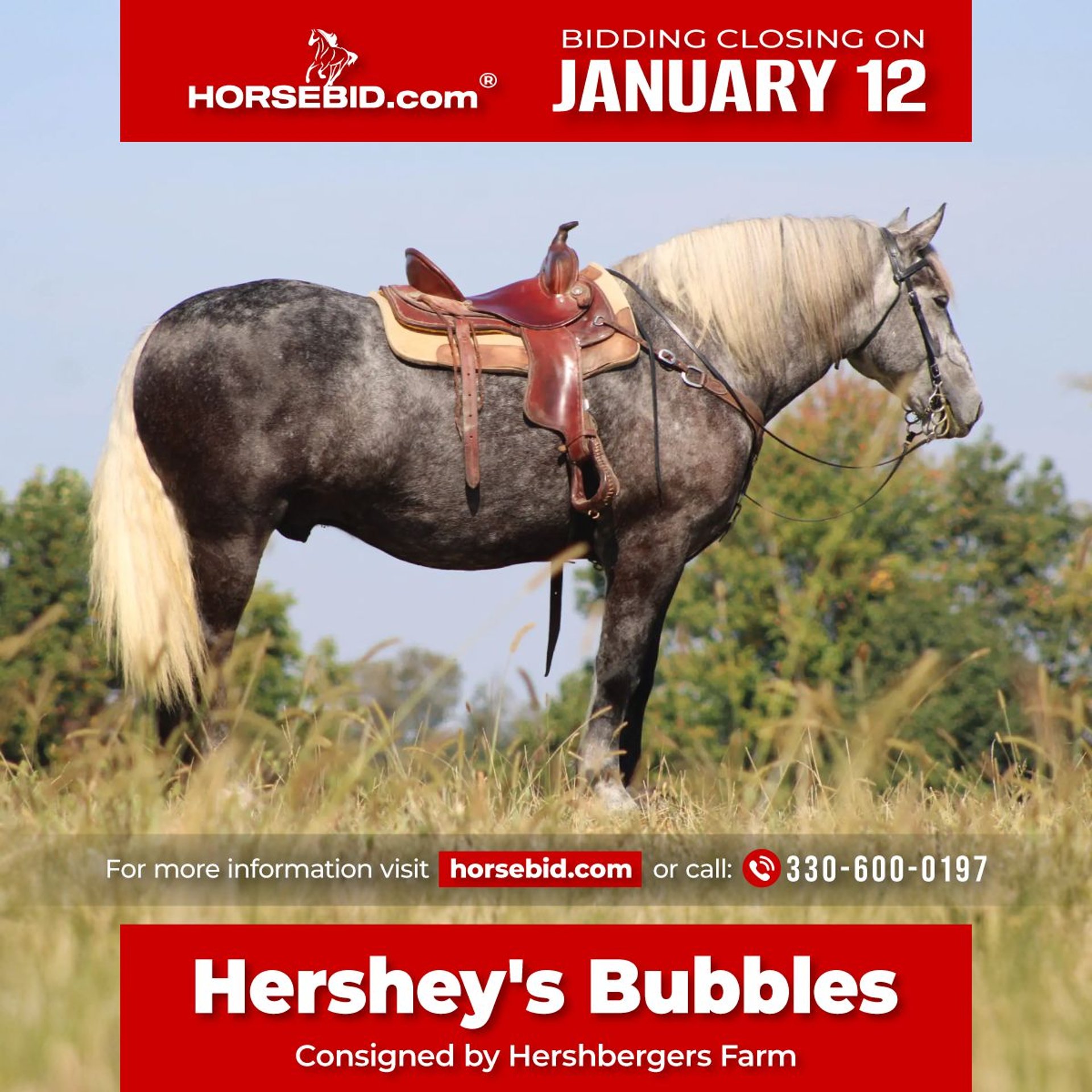 Draft Horse Mix Gelding 5 years 16,1 hh Grey in Millersburg