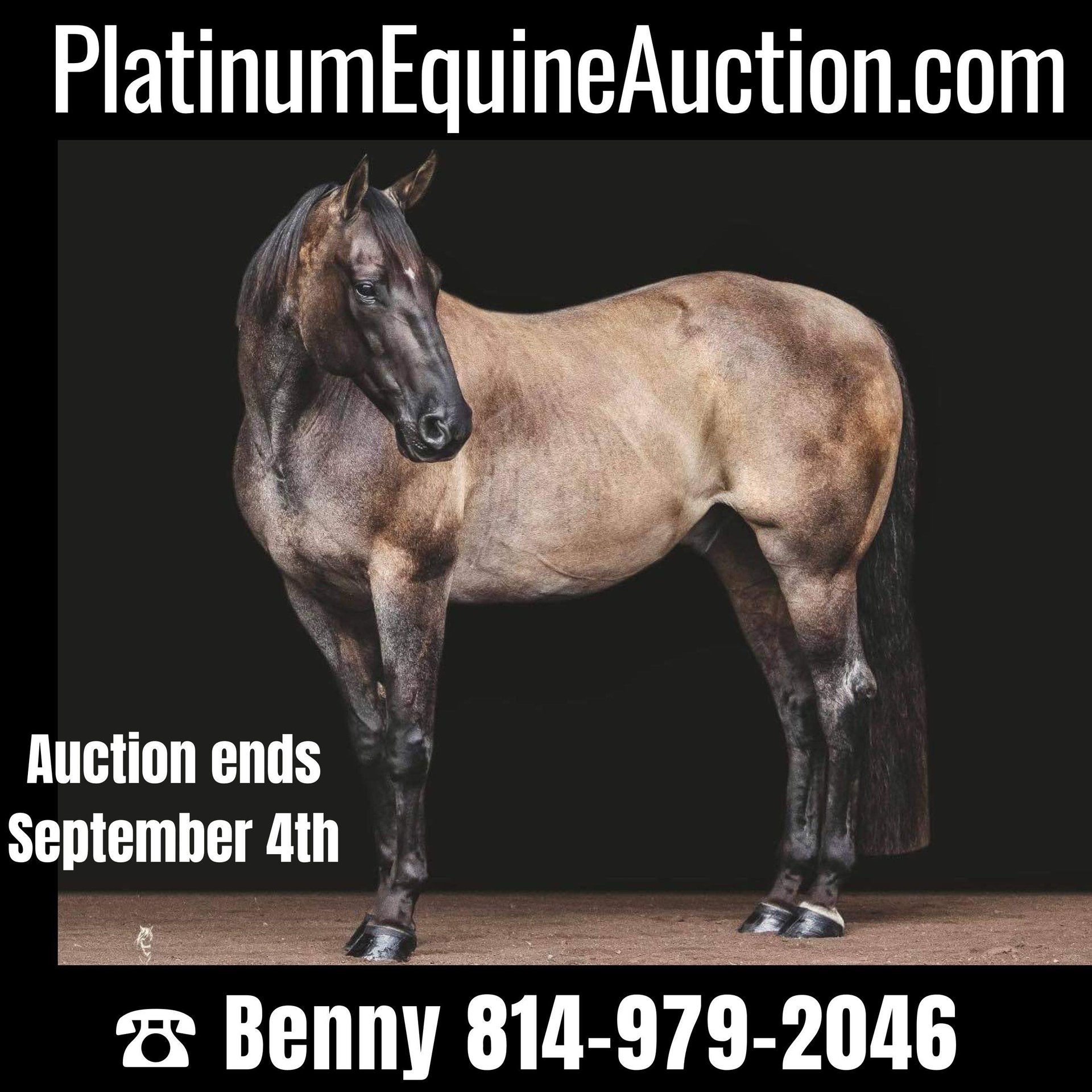 American Quarter Horse Gelding 15 years 15,2 hh Grullo in Everett PA