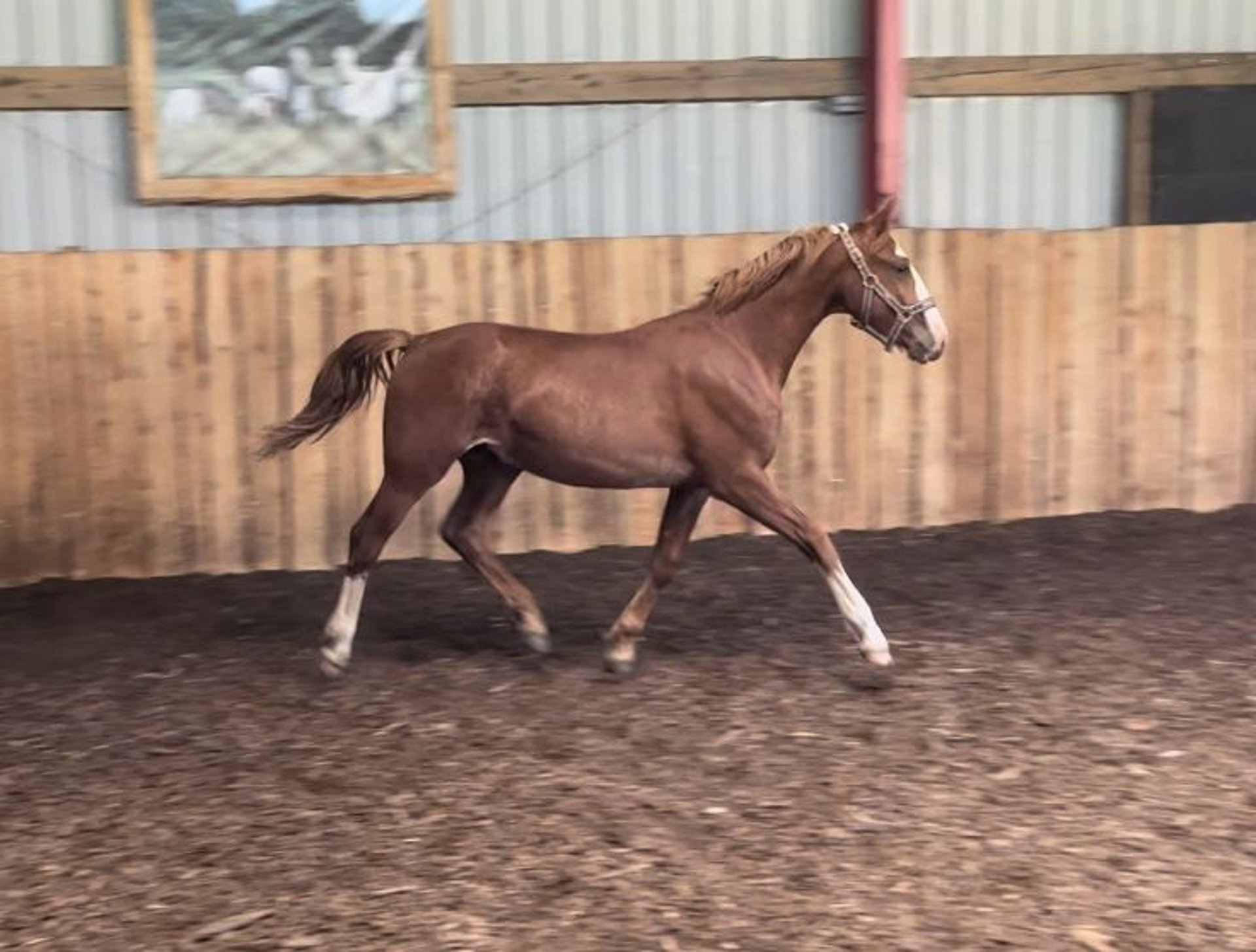 Frederiksborger Hengst 1 Jahr 162 cm Fuchs in Oeversee