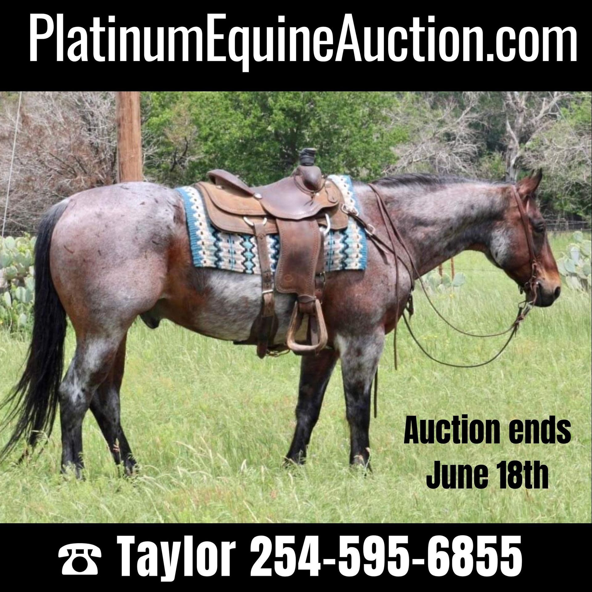 Caballo cuarto de milla Caballo castrado 12 años 157 cm Castaño-ruano ...