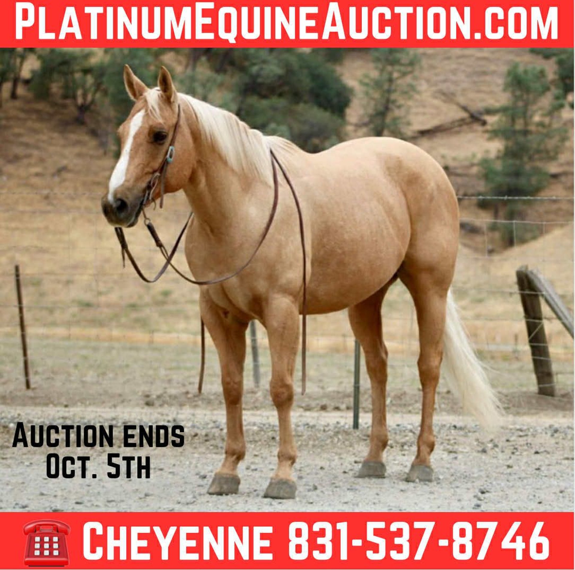 American Quarter Horse Gelding 9 years 14,3 hh Palomino in Bitterwater CA