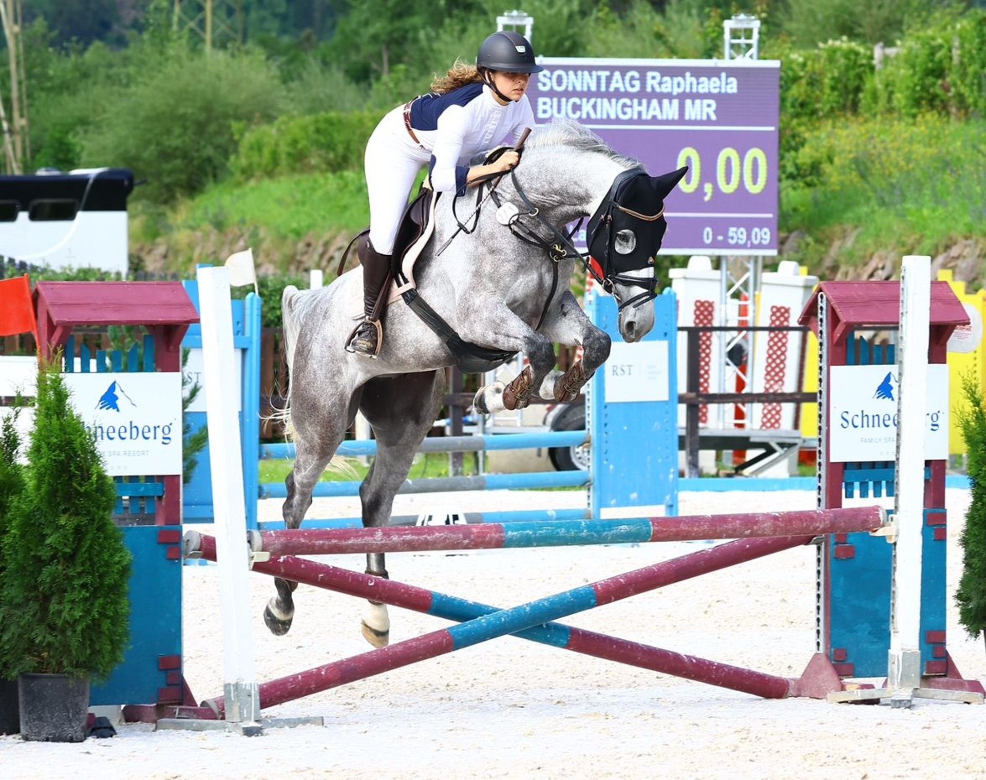 Oldenburger Springpferd Wallach 5 Jahre 168 cm Schimmel in Bad Waldsee