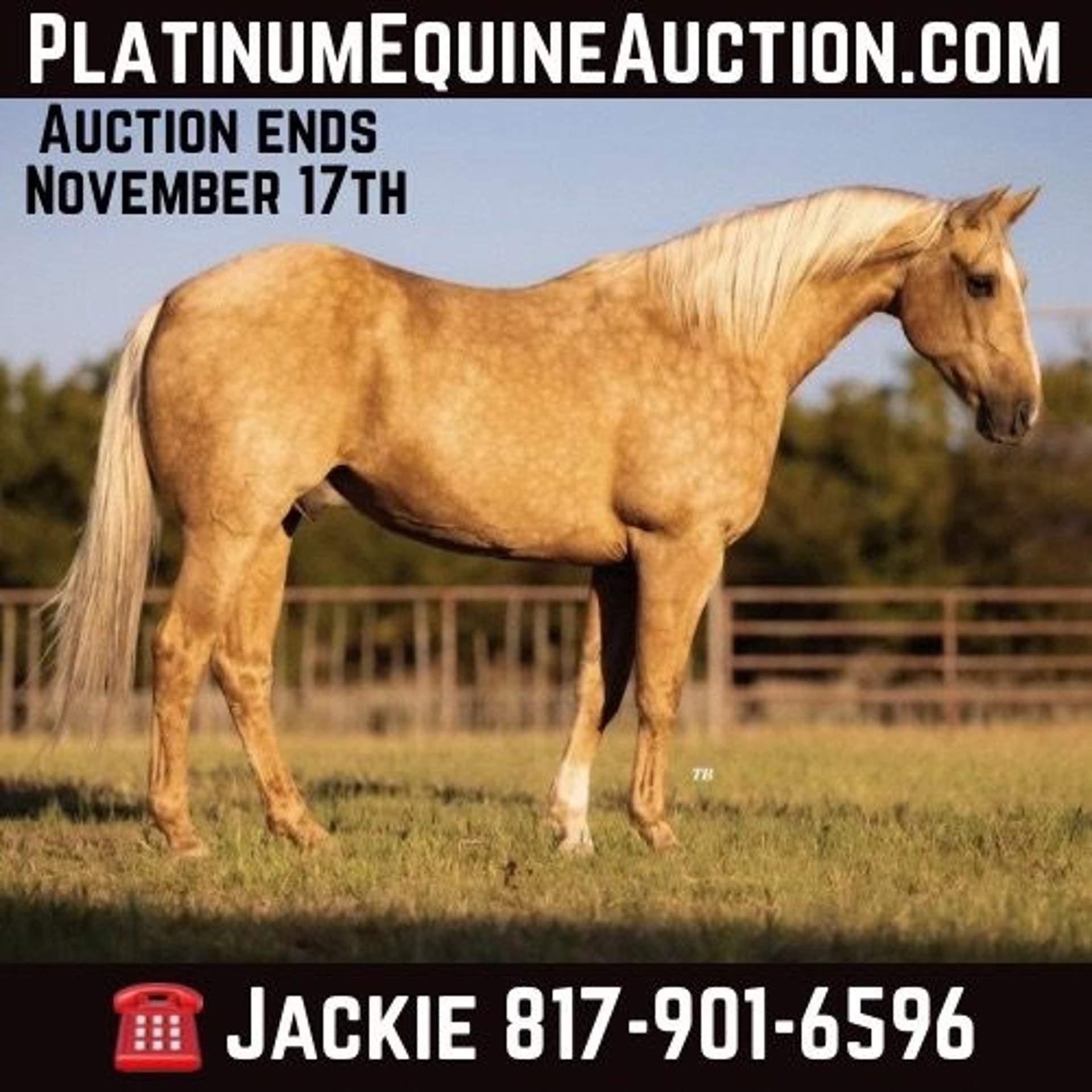 American Quarter Horse Gelding 9 years 15 hh Palomino in Weatherford TX