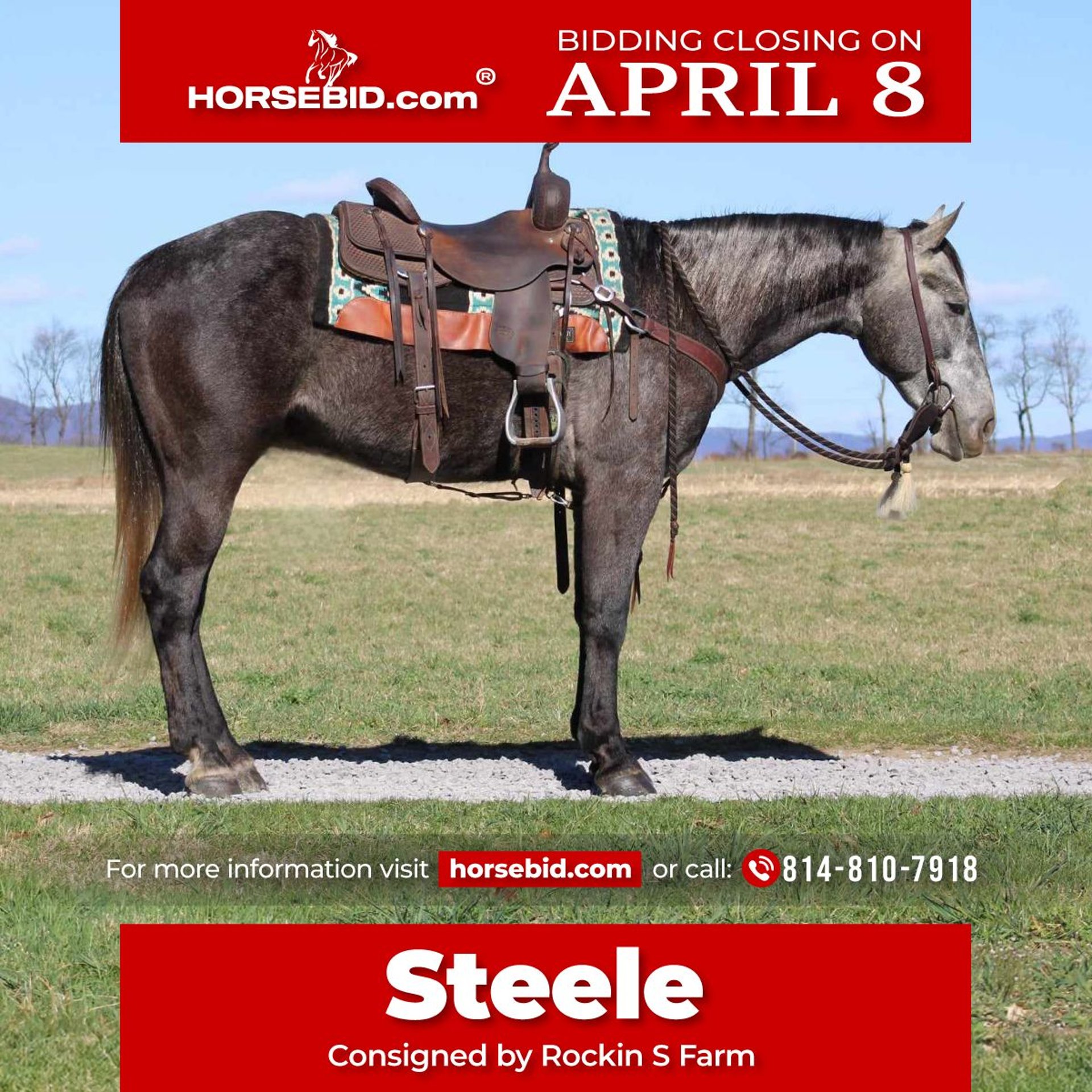 American Quarter Horse Gelding 4 years 15,2 hh Gray in Rebersburg