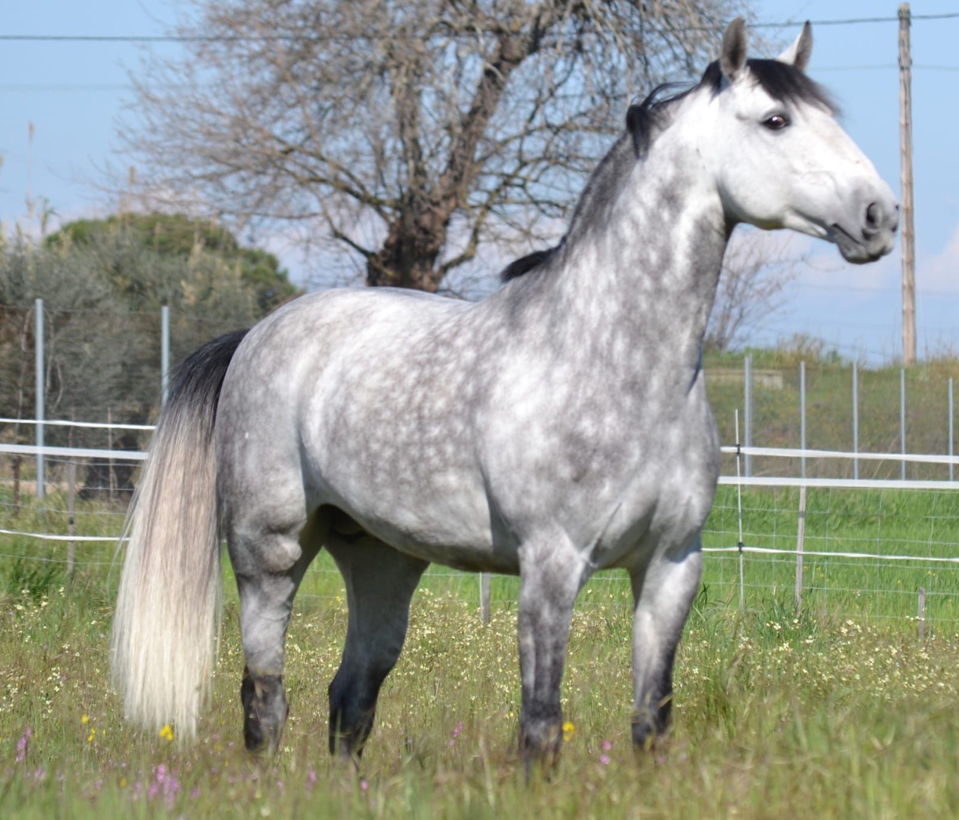Lusitano Stallion 6 years 15,2 hh Gray-Dapple in Merida