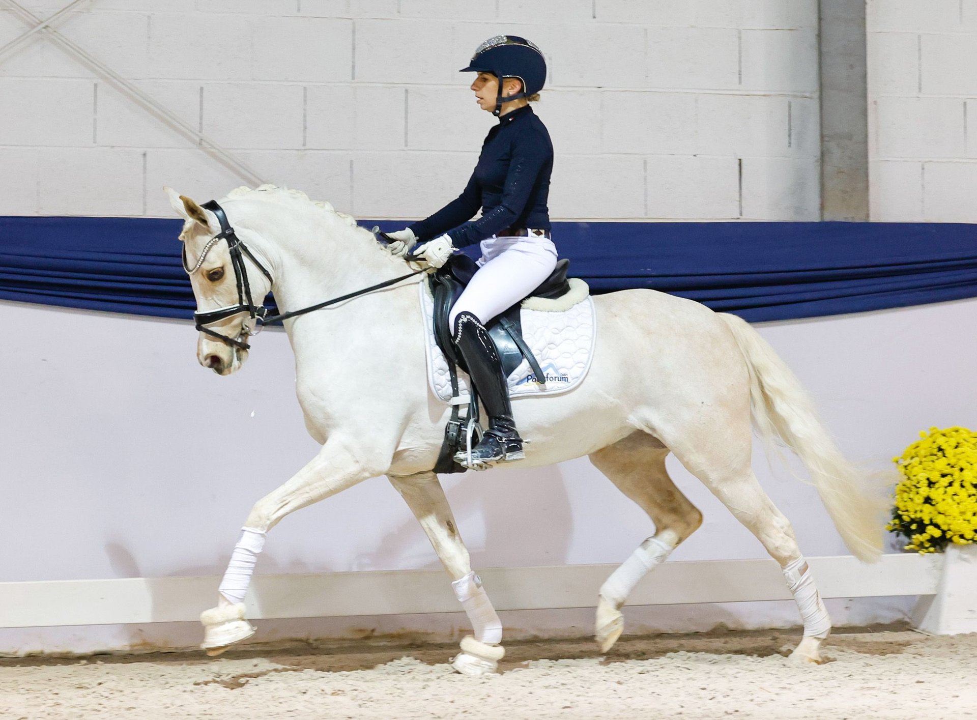 German Riding Pony Mare 12 years 14 hh Palomino in Marsberg
