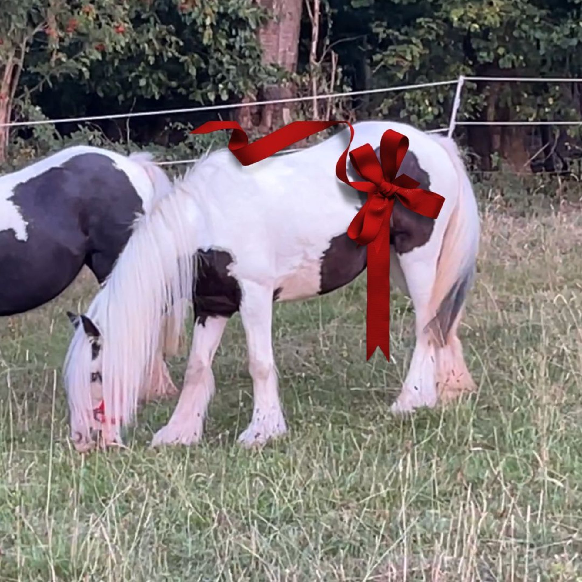 Gypsy Horse Mare 8 years 12,1 hh Pinto in Reichshof