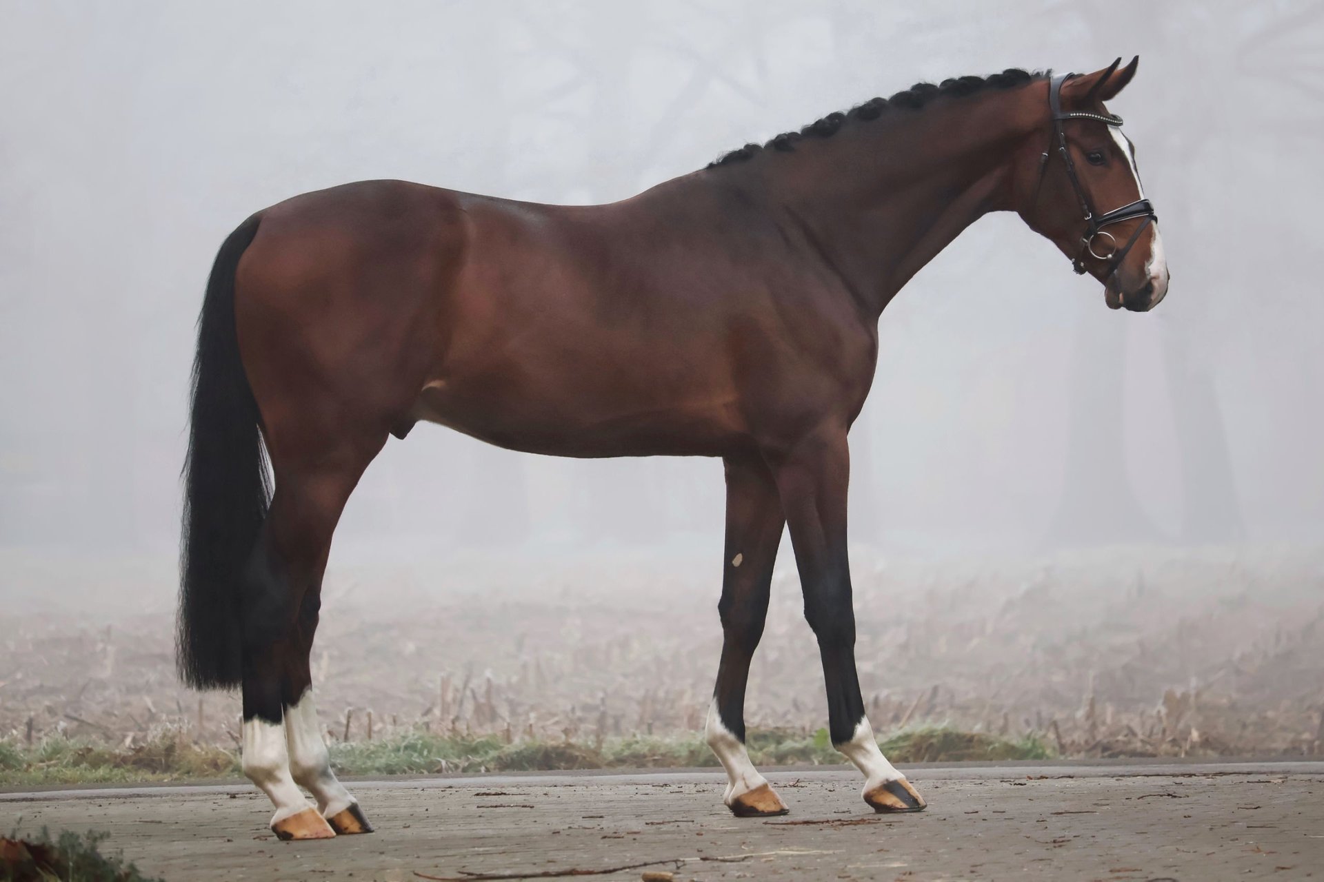 Oldenburger Springpferd Hengst 3 Jahre 171 cm Dunkelbrauner in Klein Berßen