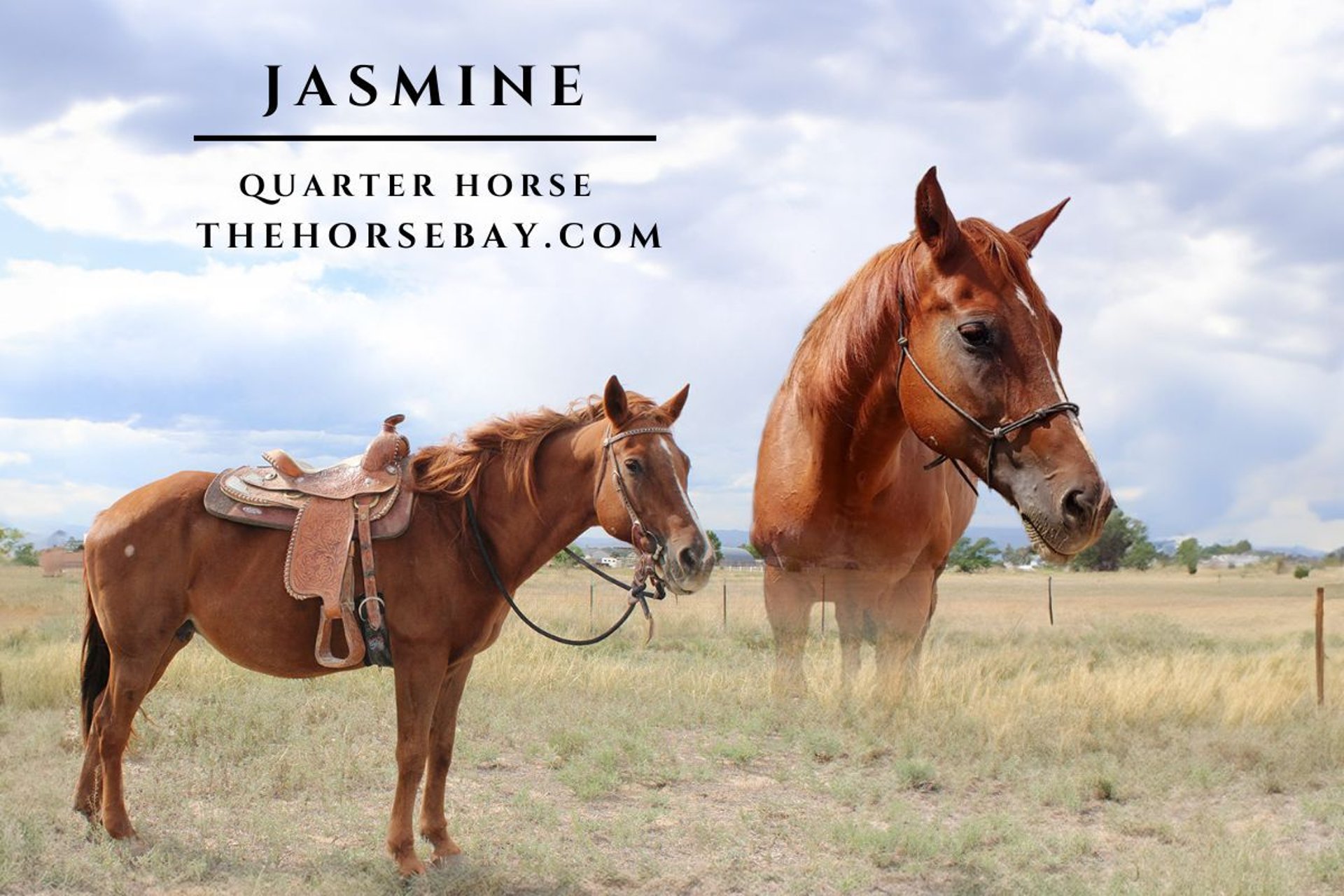 American Quarter Horse Mare 17 years 15,3 hh Sorrel in Penrose, CO