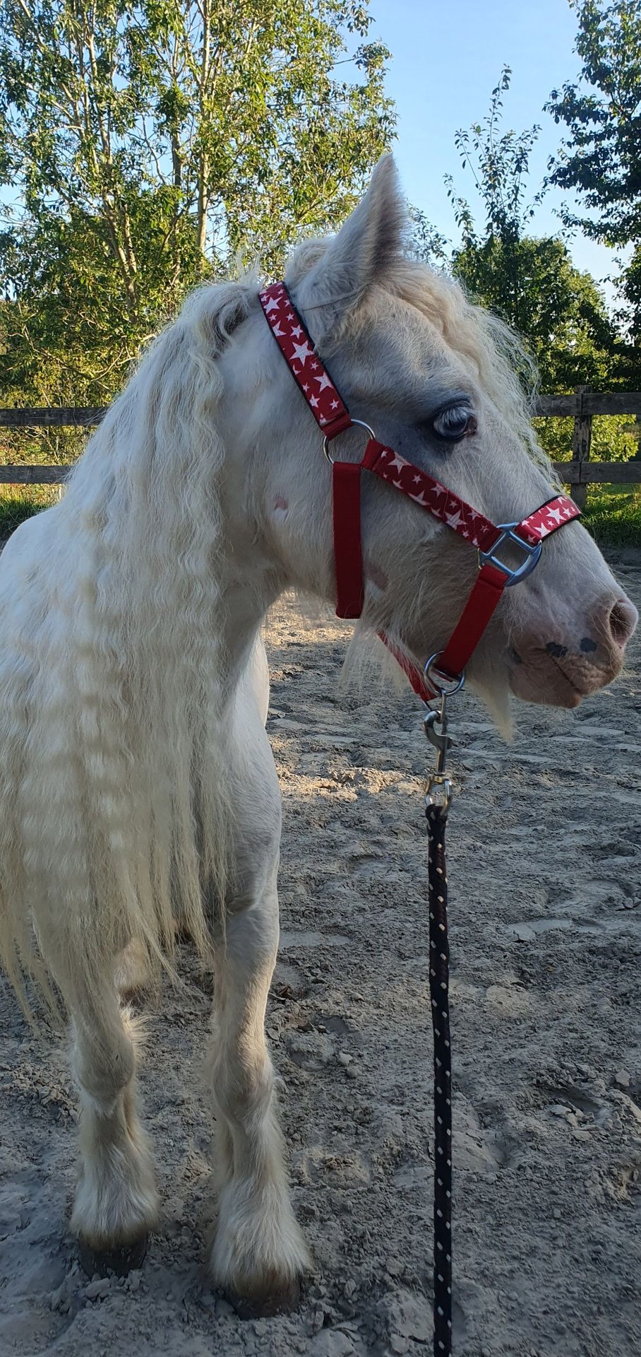 Tinker Wallach 6 Jahre 126 cm Cremello in Löptin