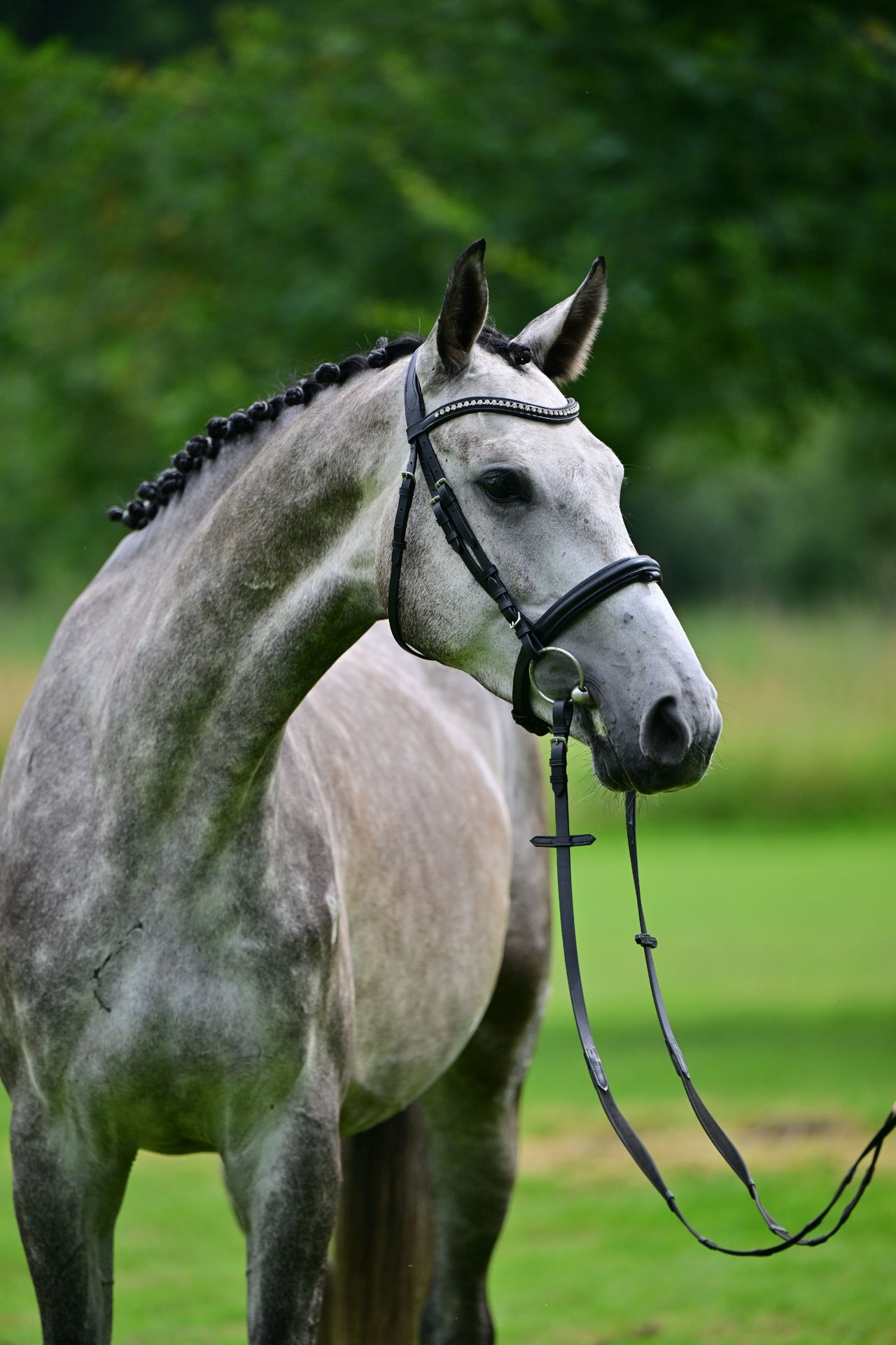Caballo de deporte alemán Caballo castrado 4 años 172 cm Tordo in Zossen