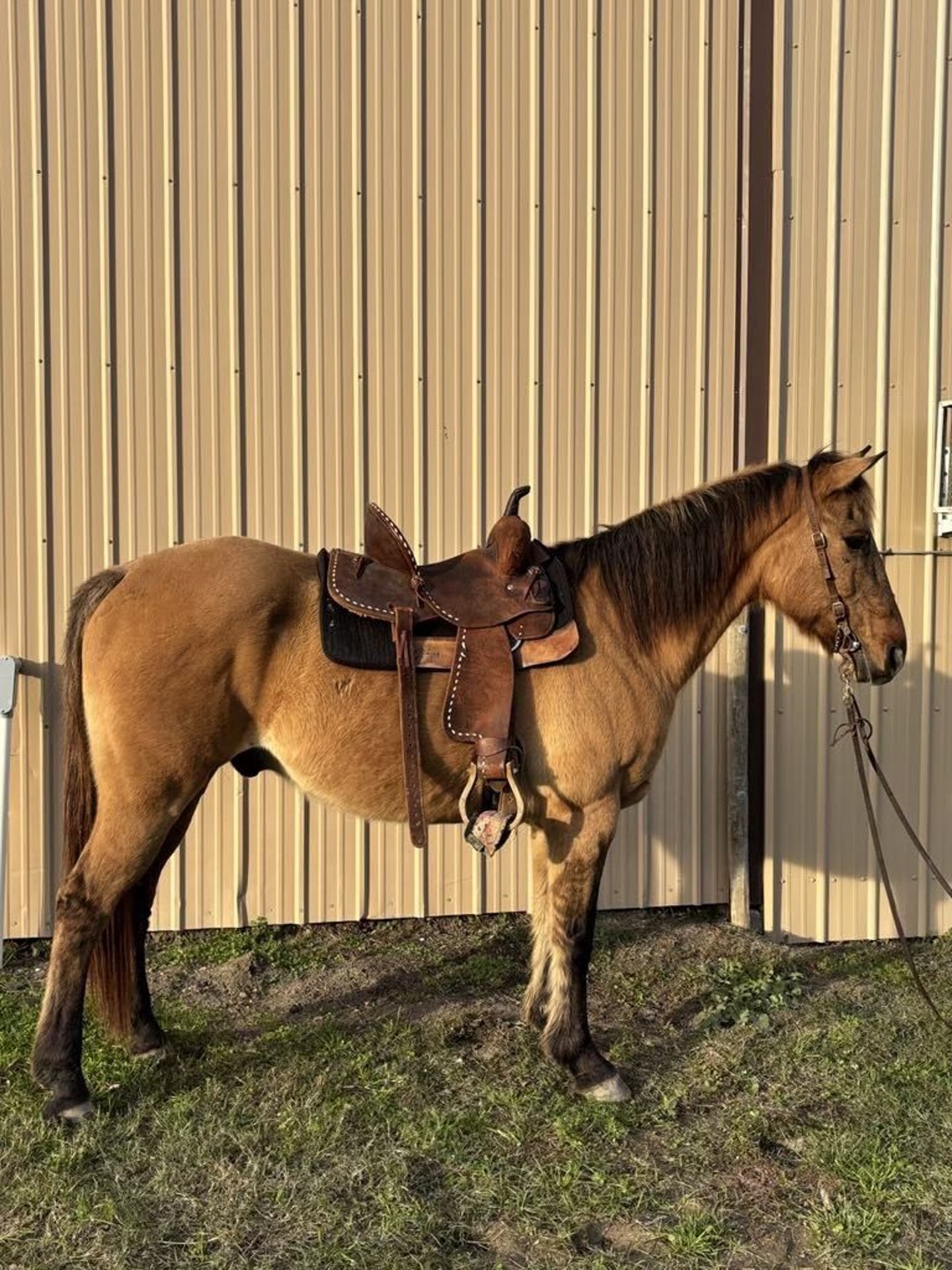 American Quarter Horse Gelding 15 years 15 hh Dun in Thibodaux