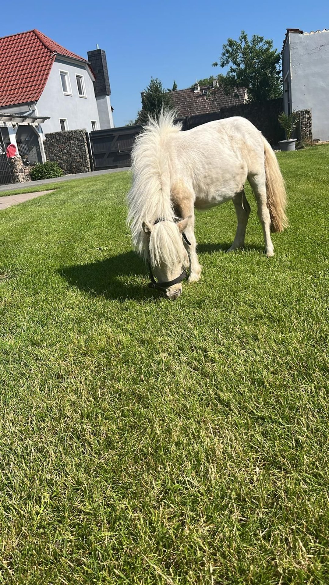 Shetland Ponies Mare 2 years Pinto in Rhinow