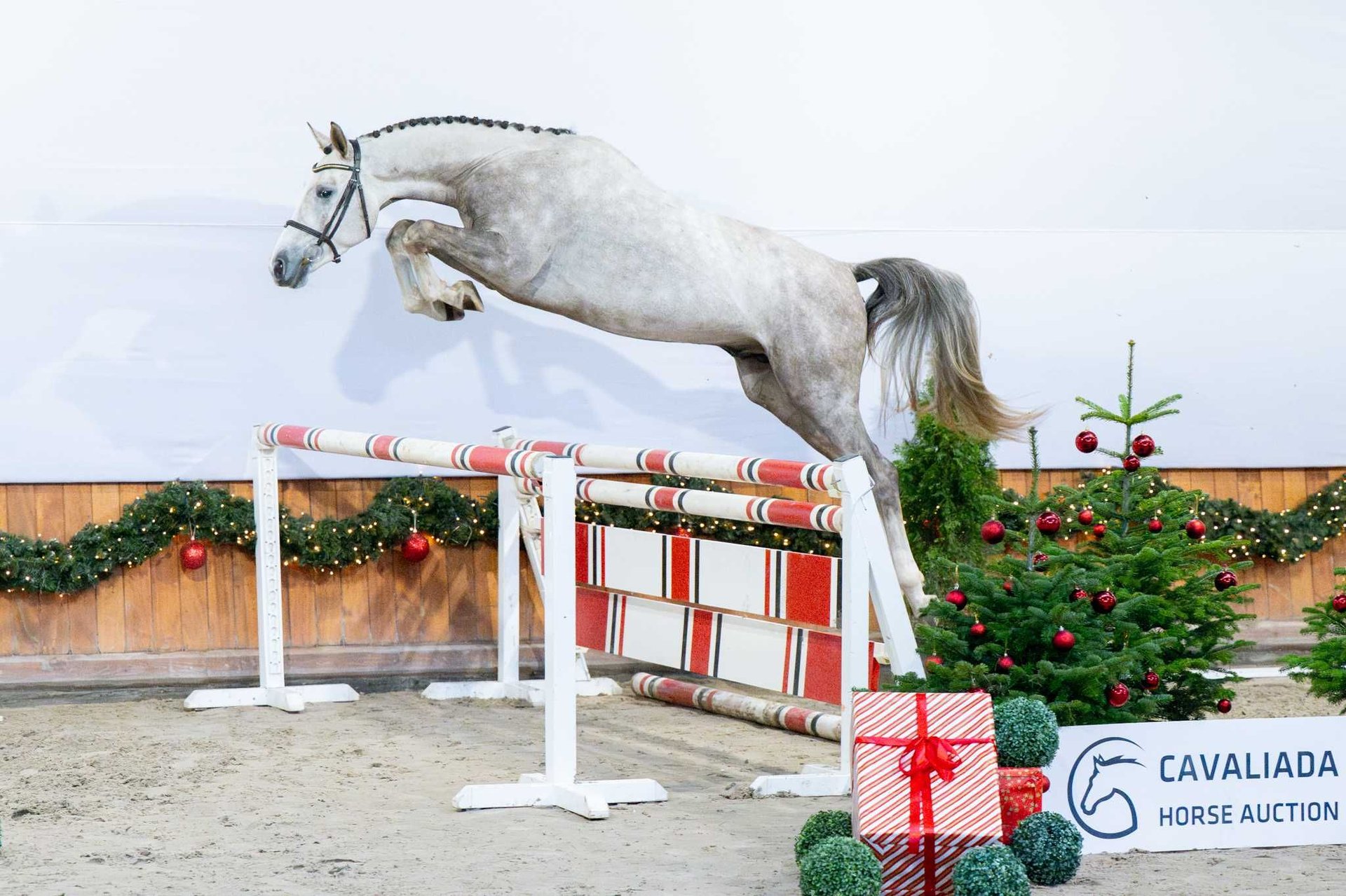 Anglo European Studbook Stallion 3 years Grey in Poznań