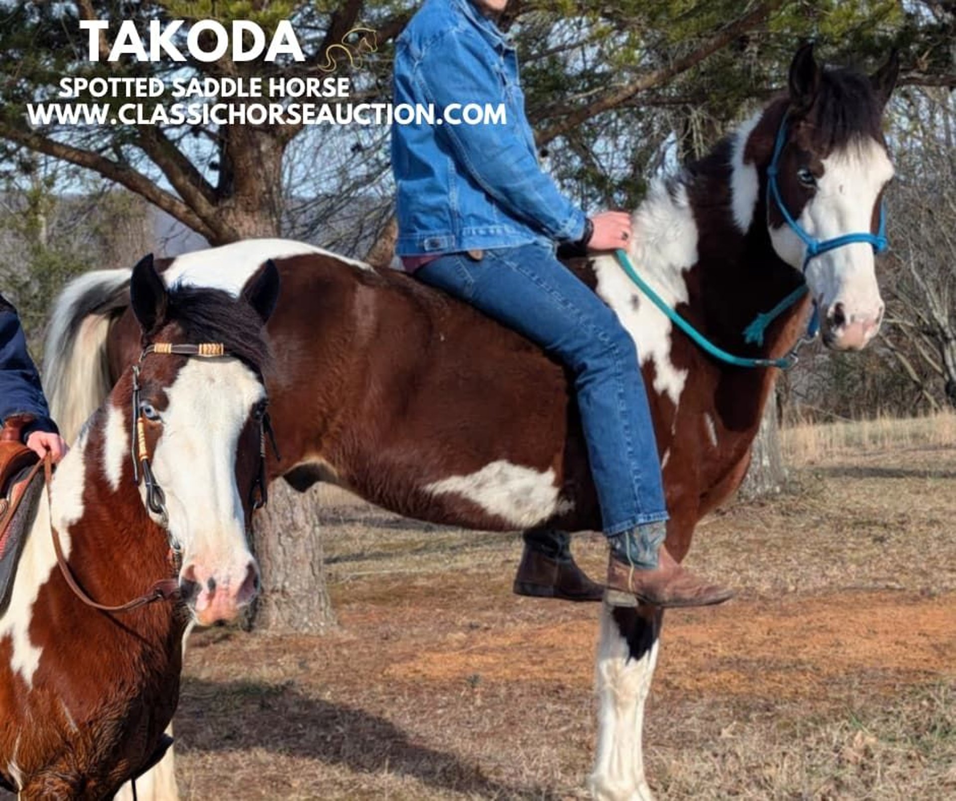 Spotted Saddle Horse Wallach 9 Jahre 142 cm Tobiano-alle-Farben in Spencer, TN