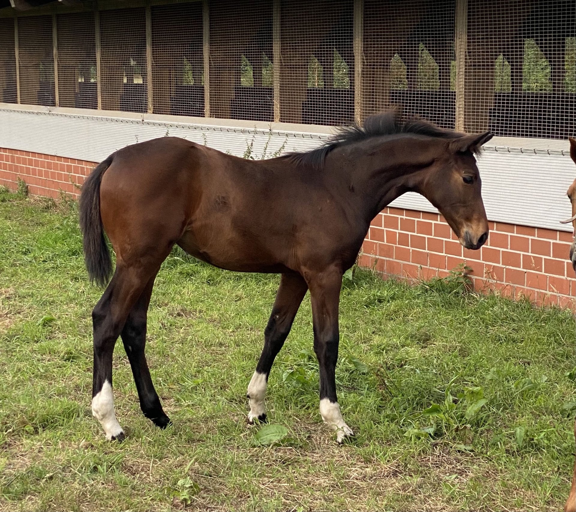 Oldenburg Mare 1 year Bay-Dark in Garrel