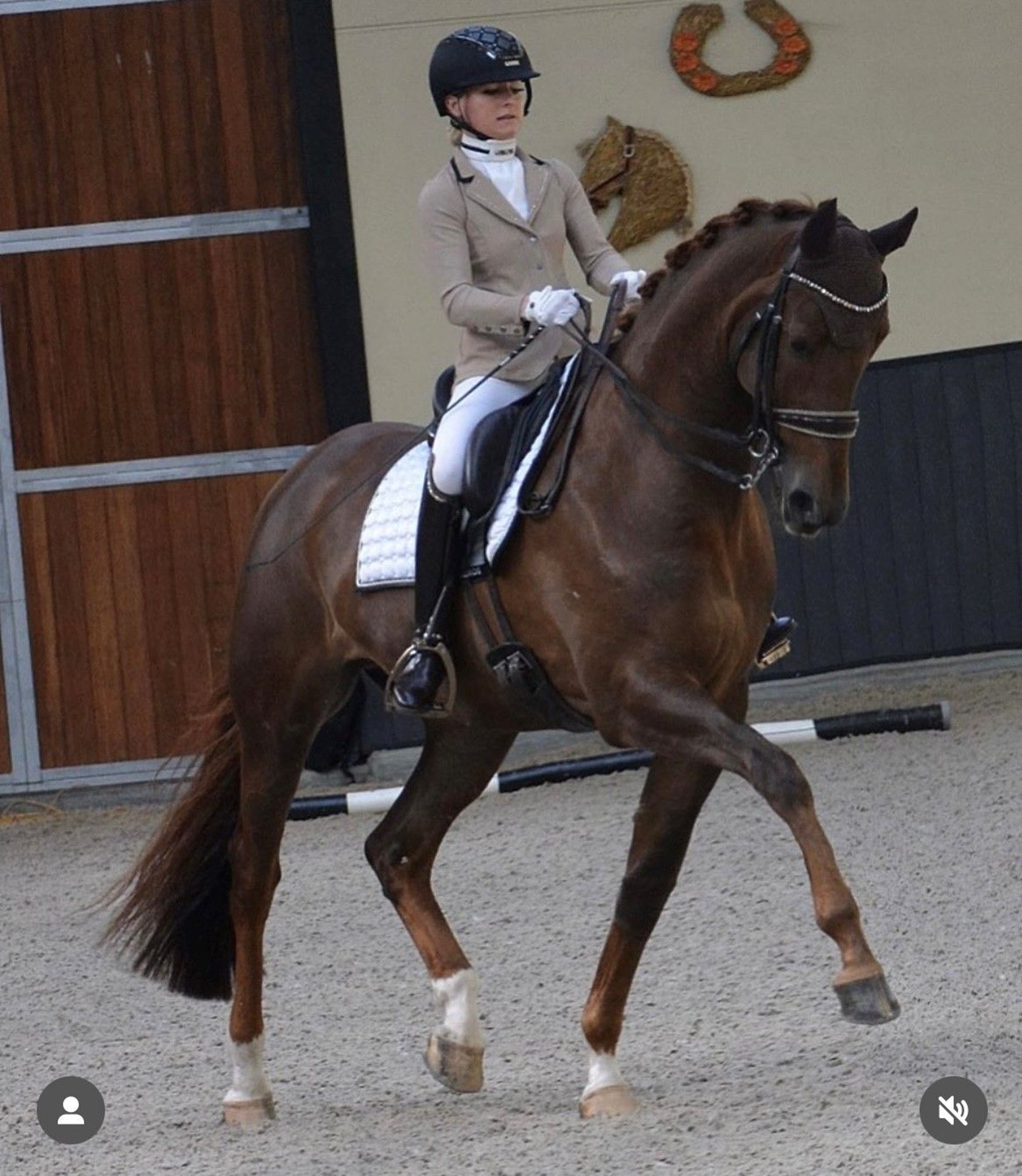 Deutsches Sportpferd Stute 8 Jahre 173 cm Fuchs in Karlsfeld