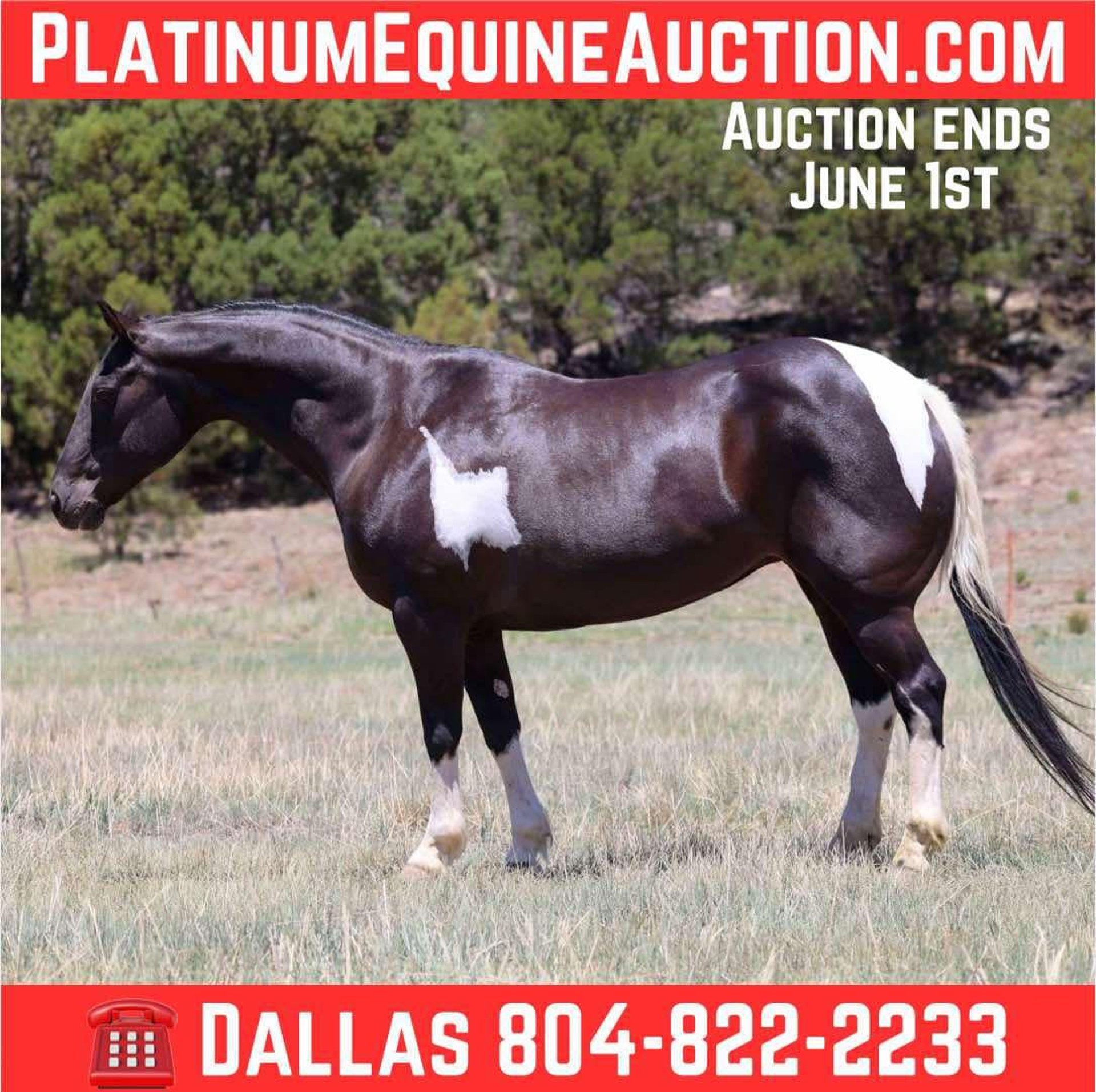 American Quarter Horse Mare 12 years Tobiano-all-colors in Camp Verde AZ