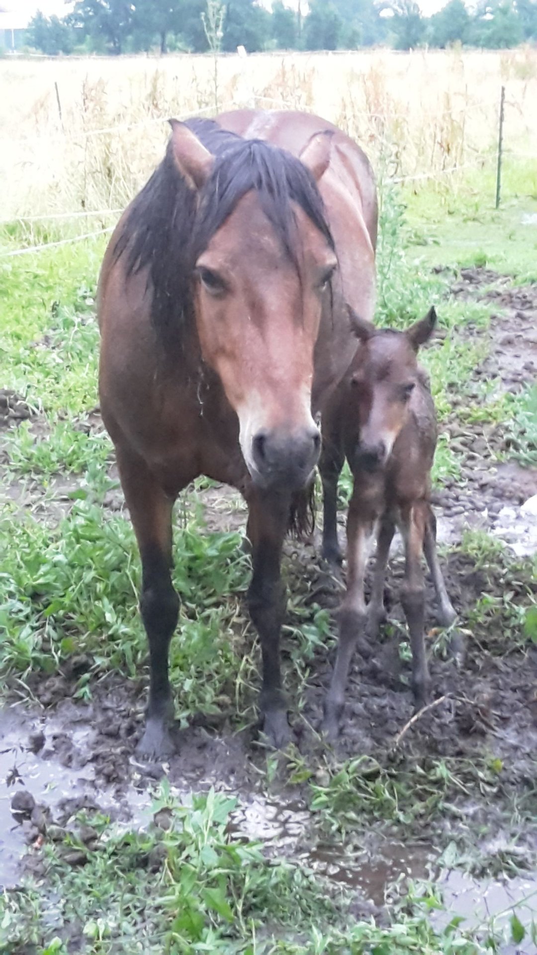 Dartmoor Stallion 1 year Bay-Dark in Langenhagen