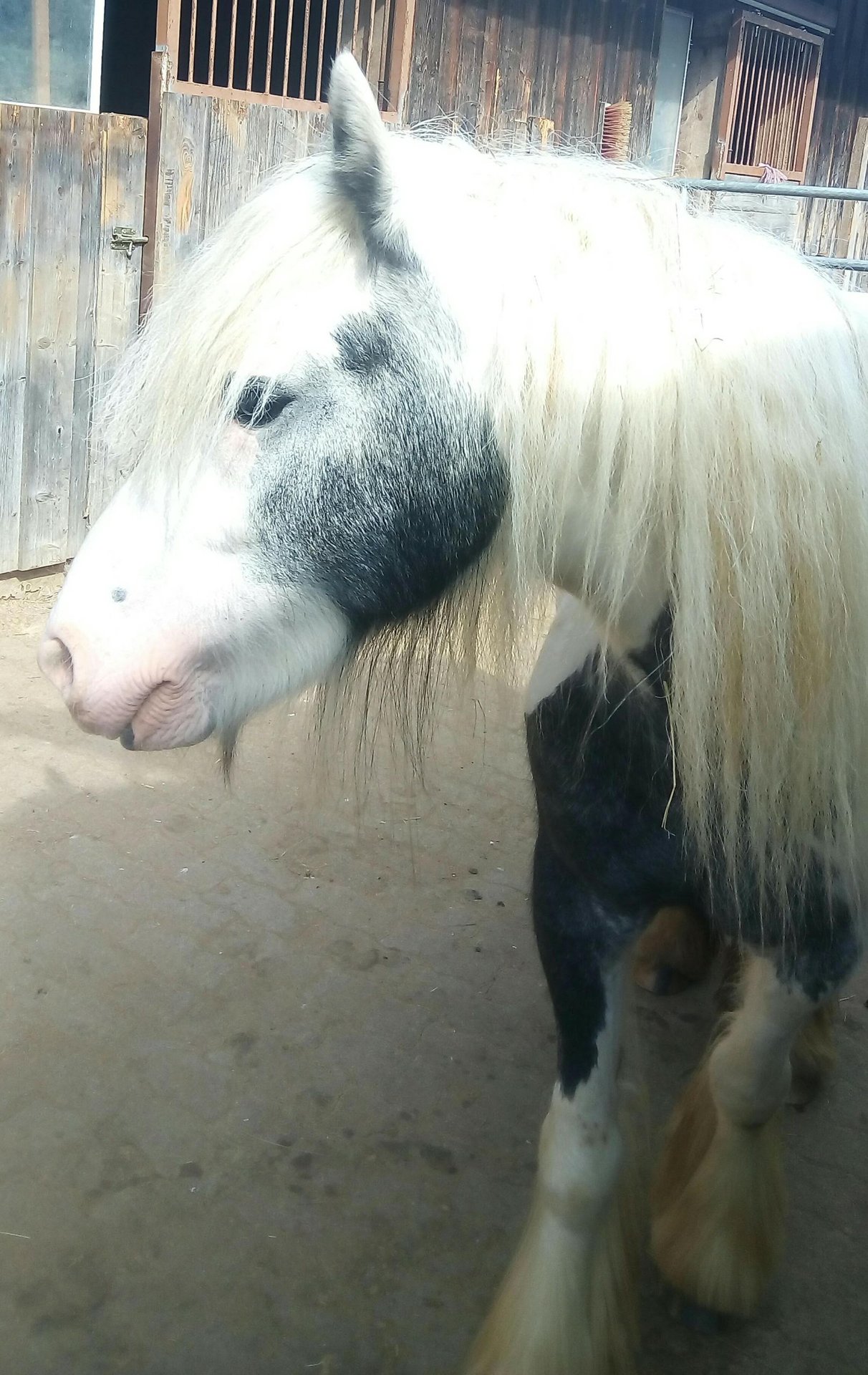 Gypsy Horse Mare 5 years 13,2 hh Pinto in Buchheim
