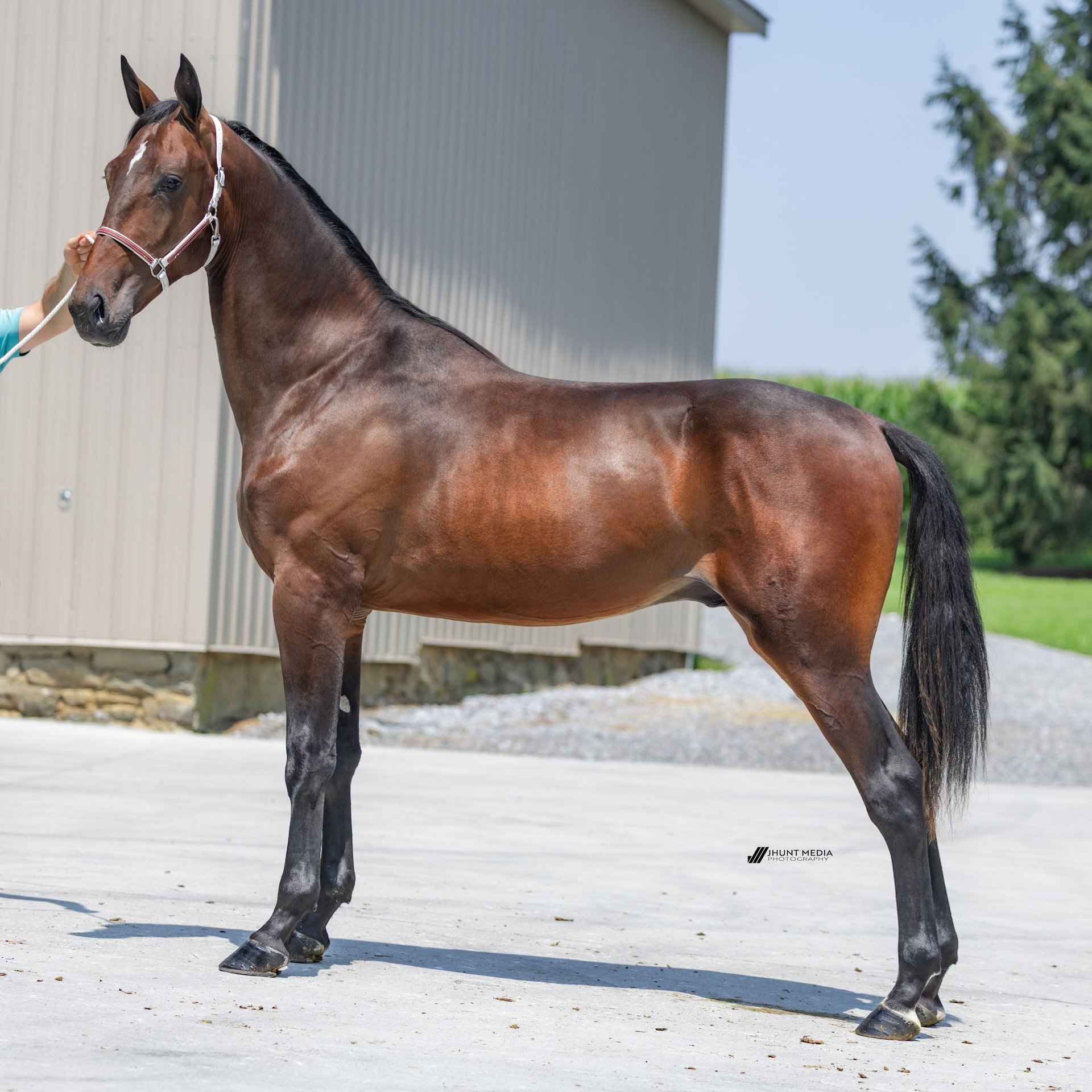 American Standardbred Stallion 1 year Brown in Narvon