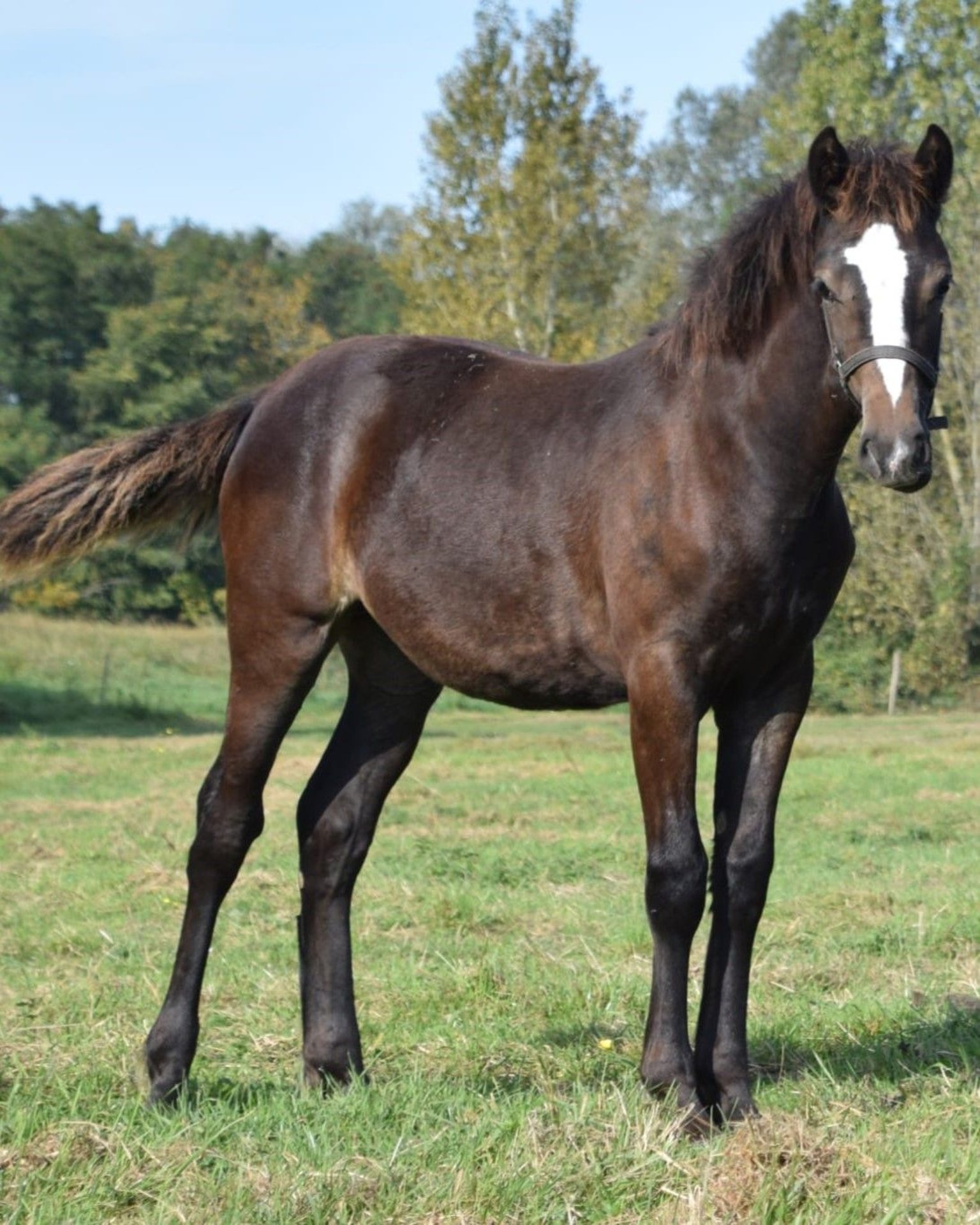 Welsh-D Merrie 1 Jaar in Wustermark