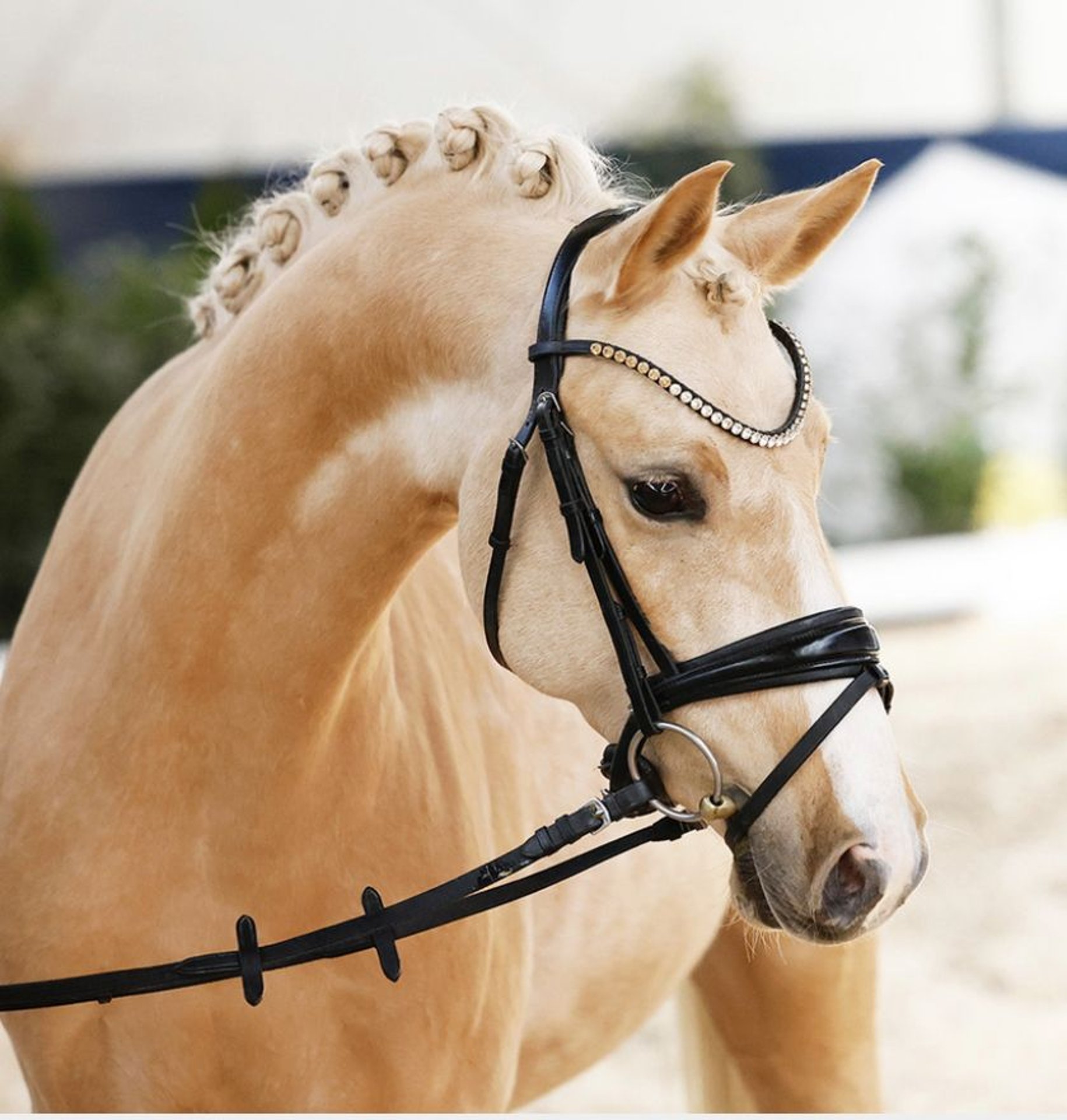 Deutsches Reitpony Stute 5 Jahre 146 cm Palomino in Münster
