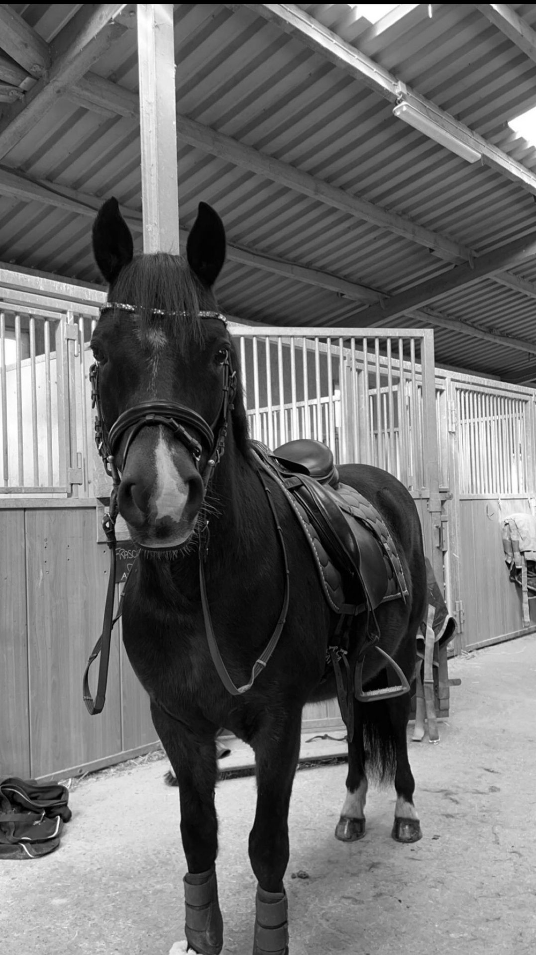 New Forest Pony Wallach 12 Jahre 146 cm Rappe in Sommerhausen