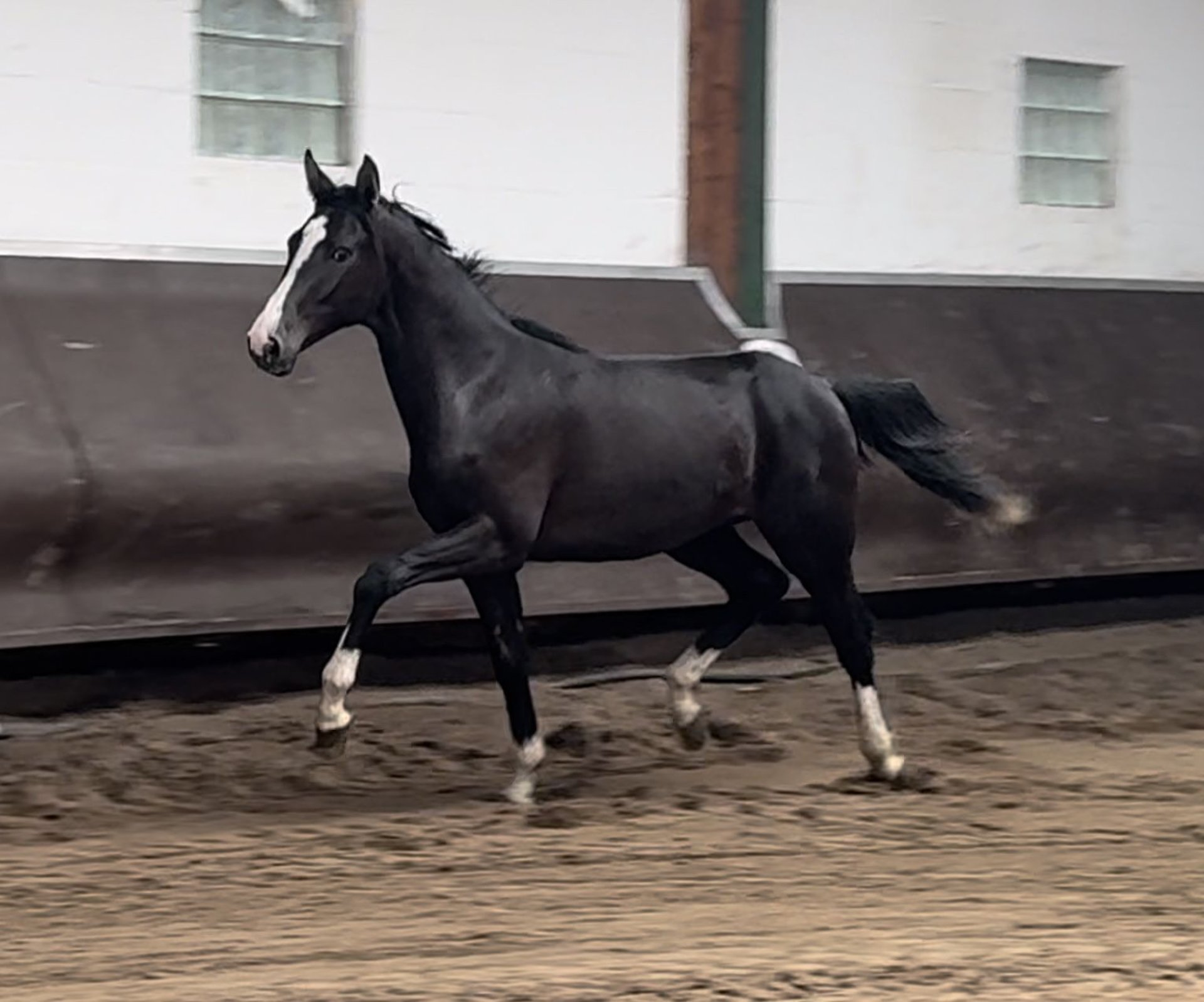 Oldenburg Gelding 2 years 16,1 hh Smoky-Black in Bramsche