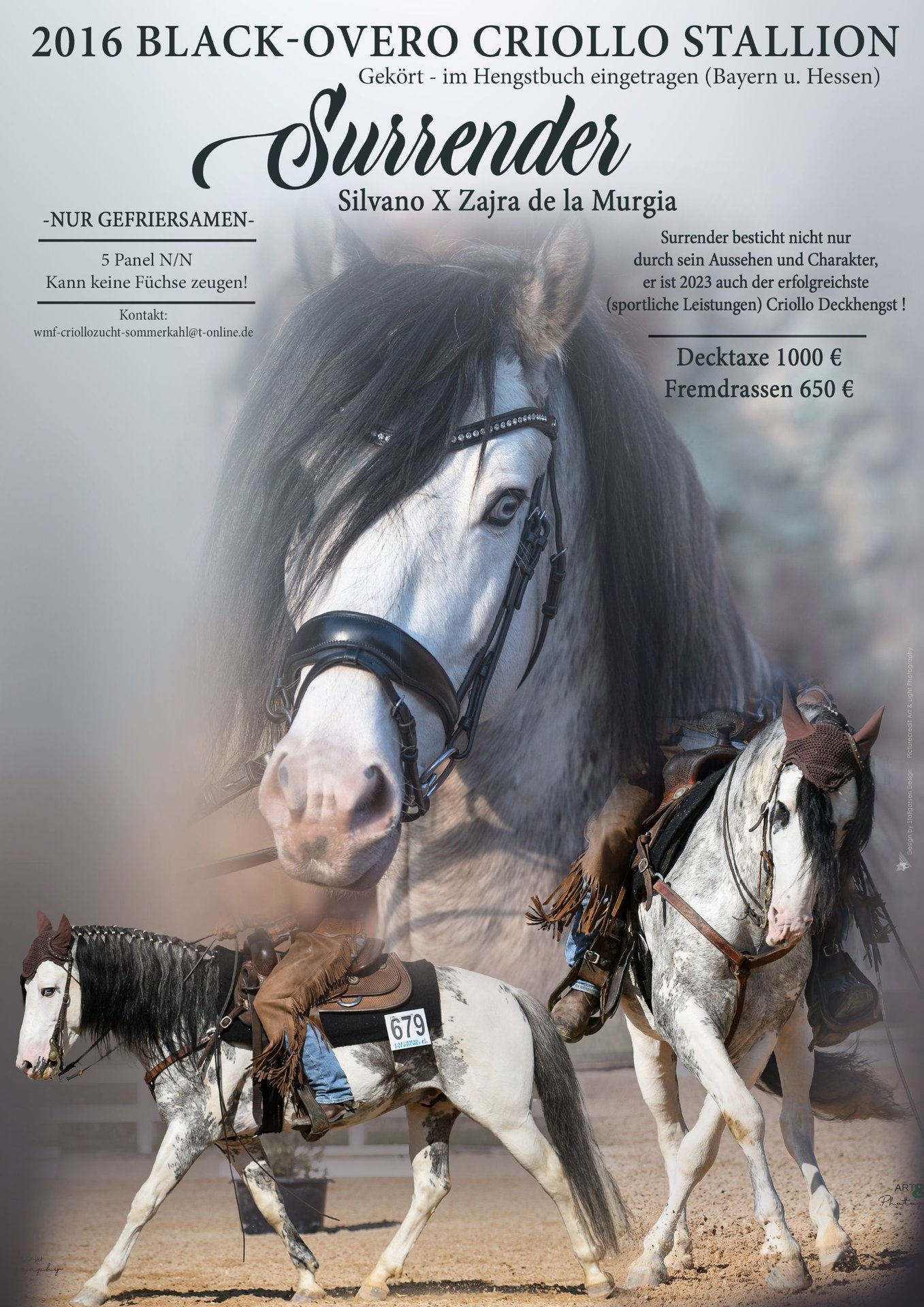 Criollo Stallion Overo-all-colors in Sommerkahl