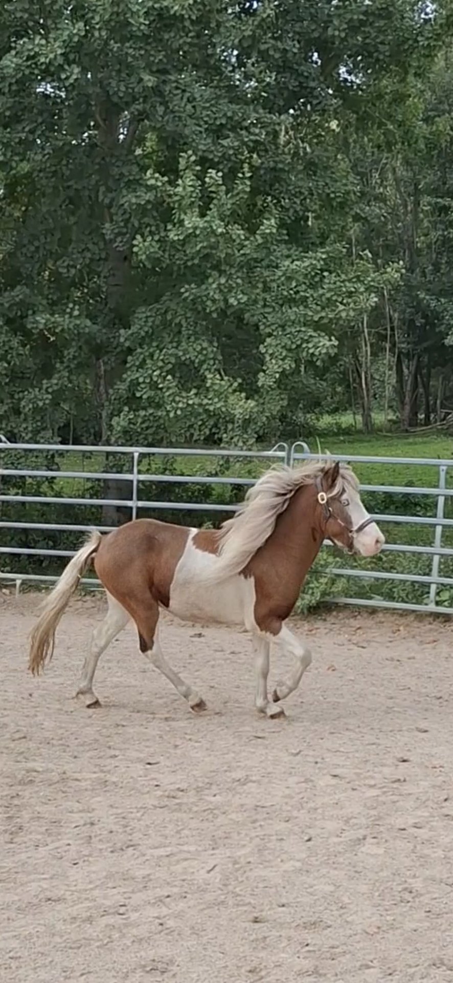 Icelandic Horse Stallion 2 years 13,1 hh Pinto in Wehr