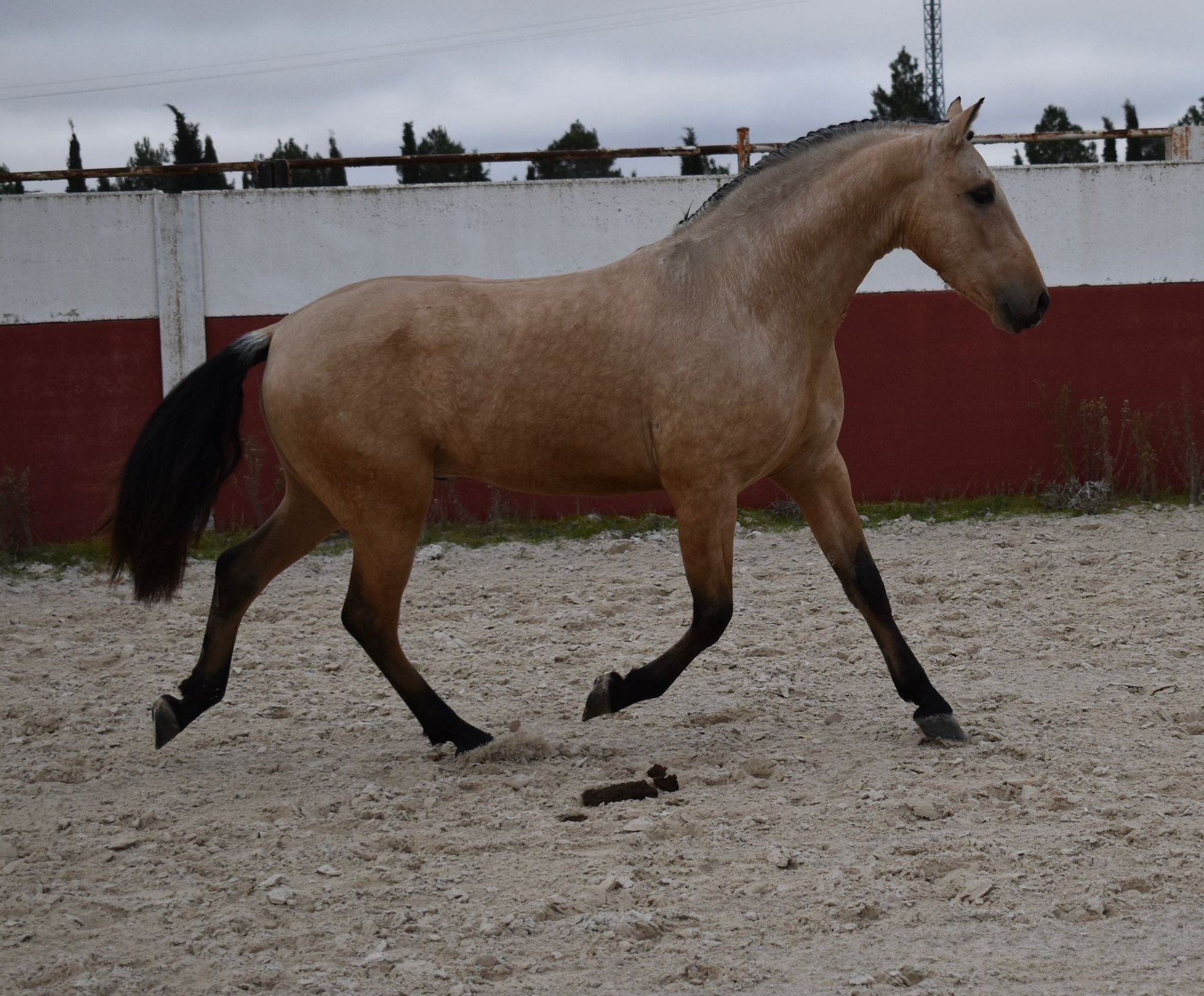 PRE Hengst 3 Jahre 156 cm Falbe in Villarrobledo