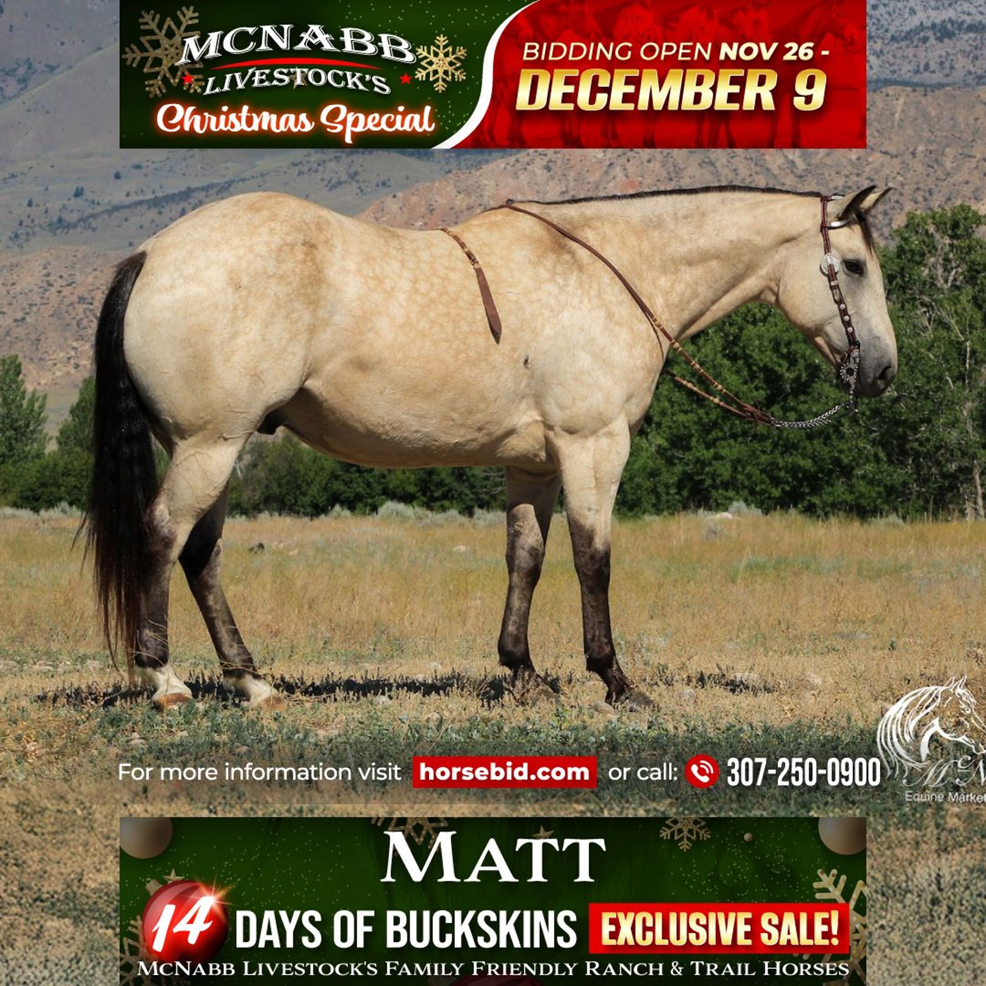 Draft Horse Mix Gelding 9 years in Cody