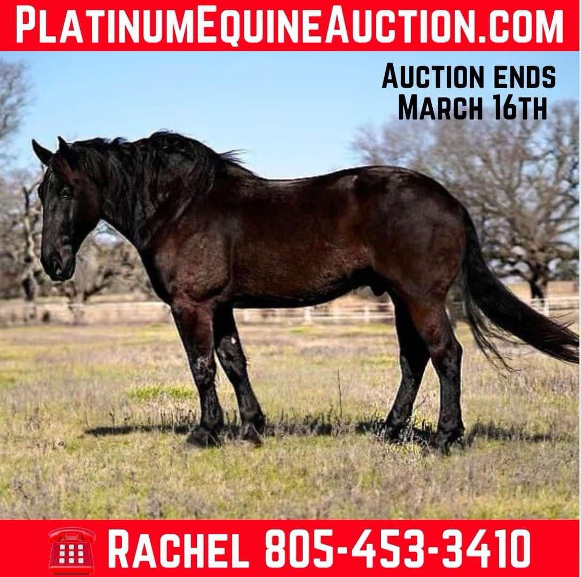 Friesian horses Gelding 7 years 17,1 hh Black in Post Oak Bend City TX