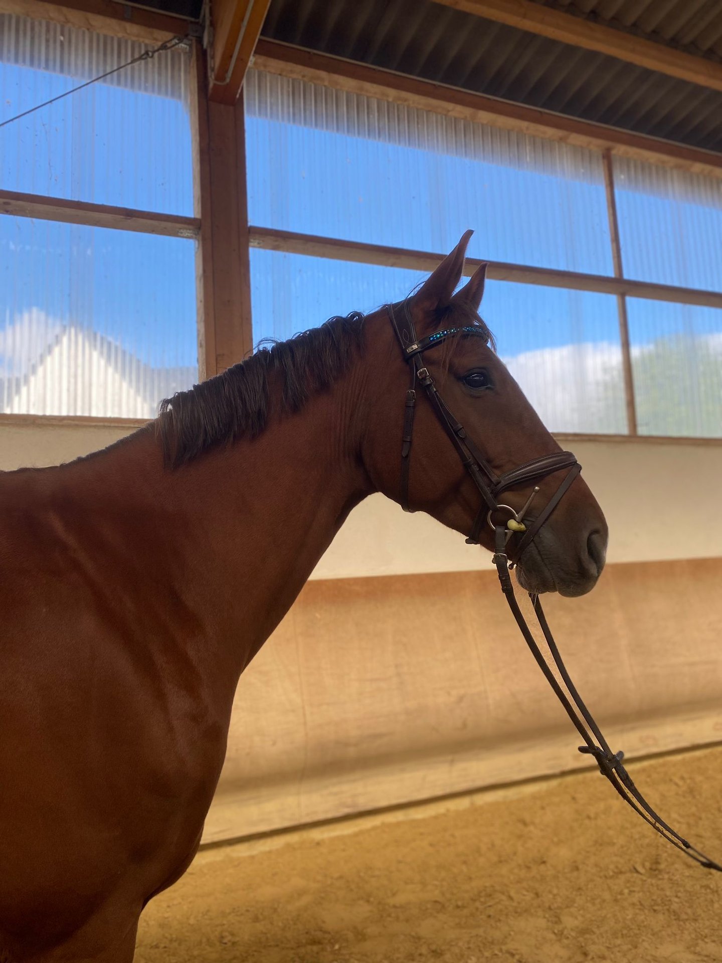 Oldenburg Gelding 9 years 16,3 hh Chestnut in Mertloch