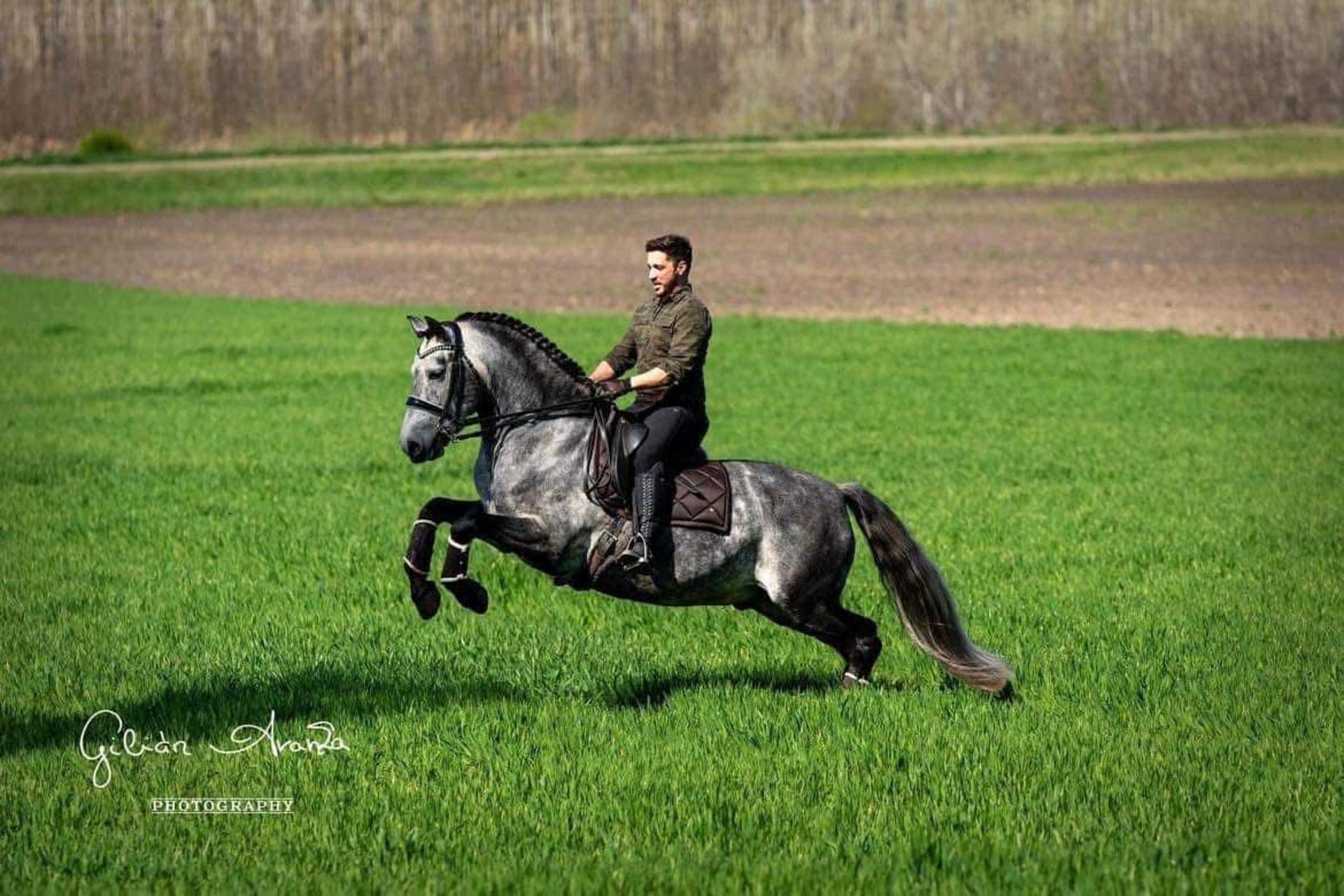 Andalusier Hengst 10 Jahre 158 cm Falbe in Baja