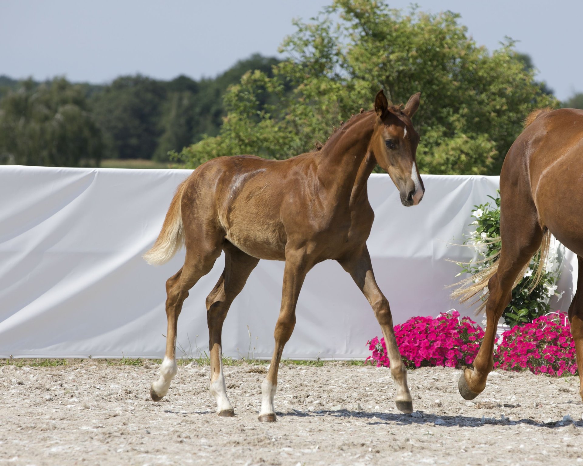Oldenburg Mare 1 year 16,3 hh Chestnut in Belgern