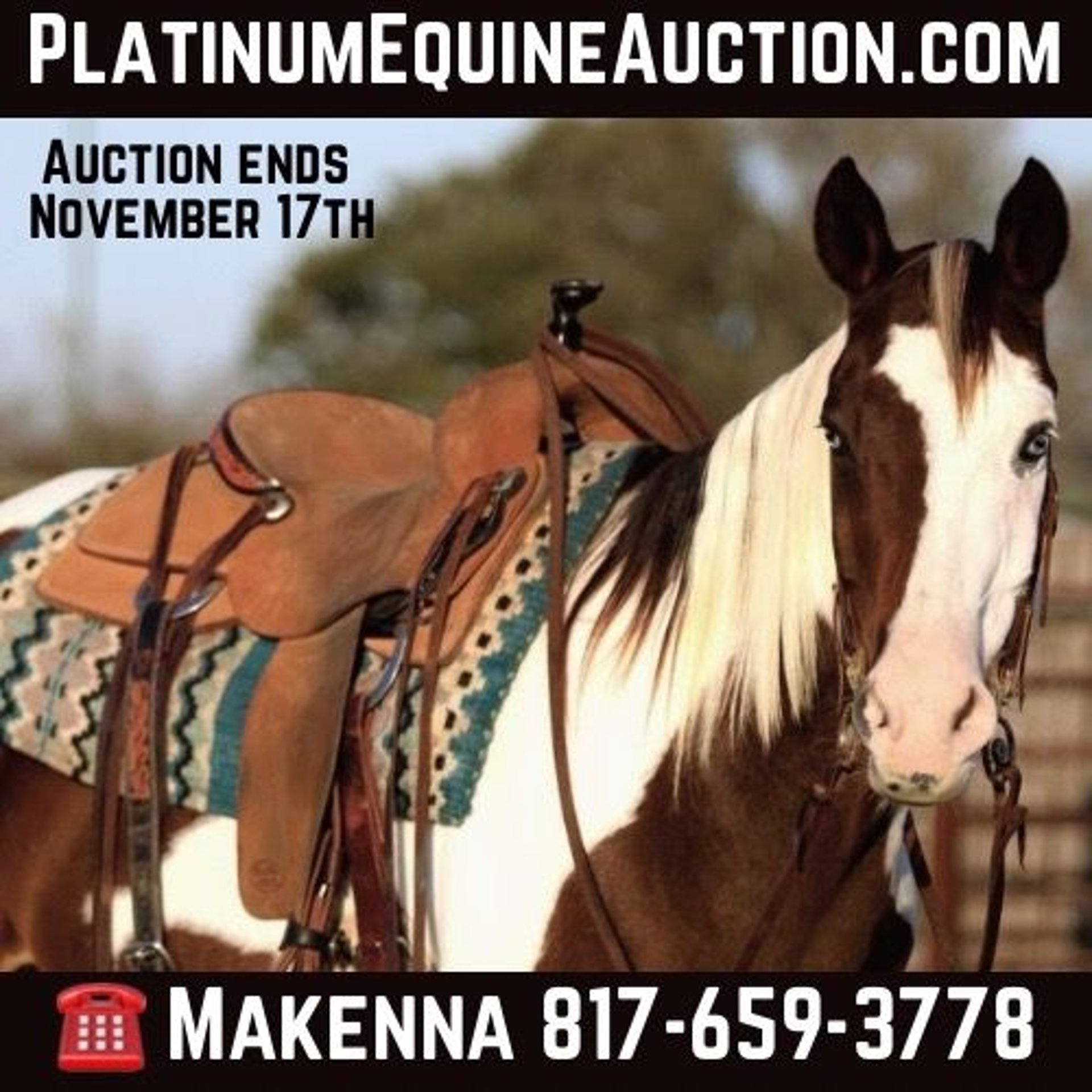 American Quarter Horse Gelding 14 years 15 hh Tobiano-all-colors in ...