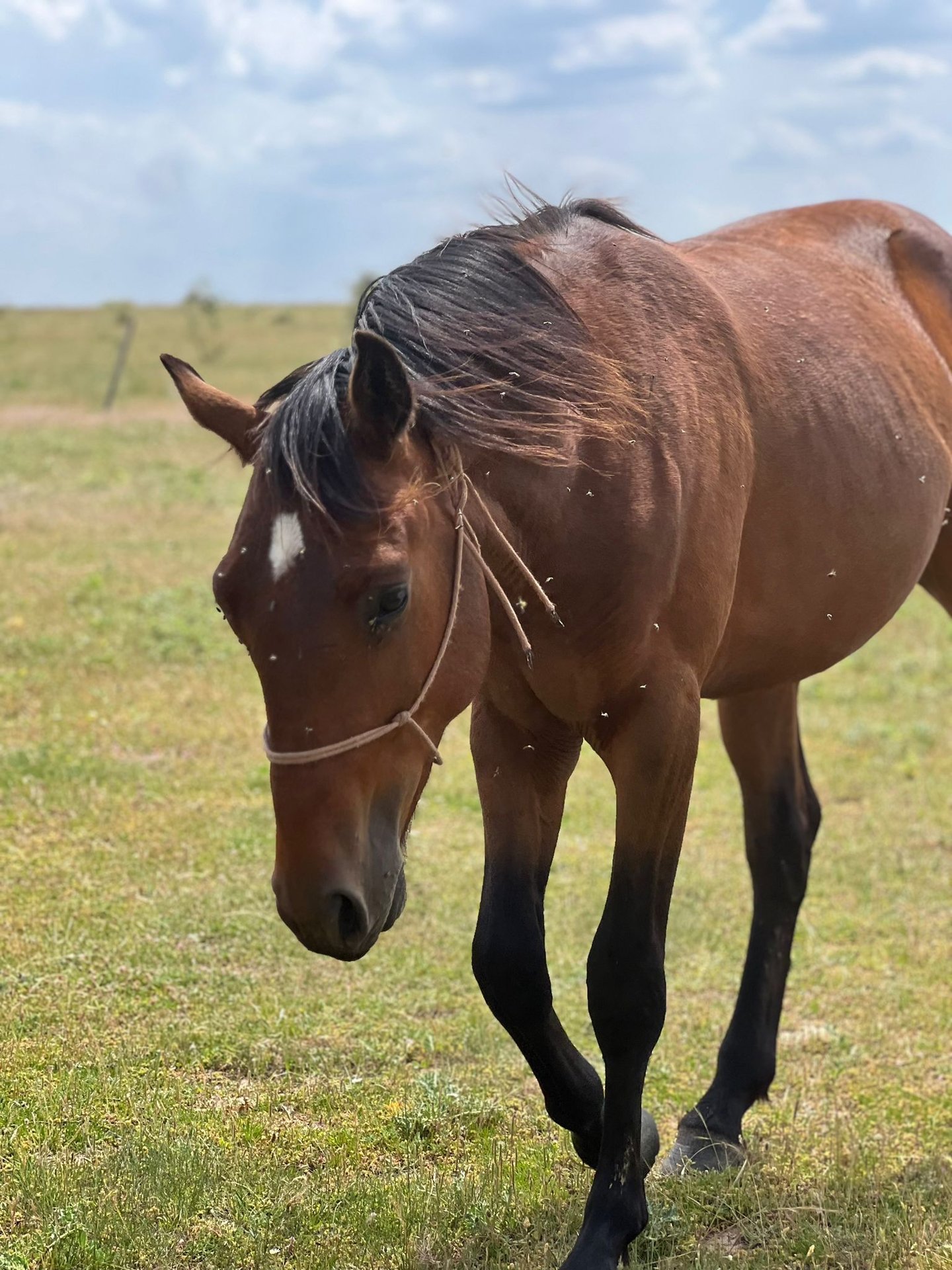 American Quarter Horse Mix Stallion 3 years 14,2 hh Brown in Grajera