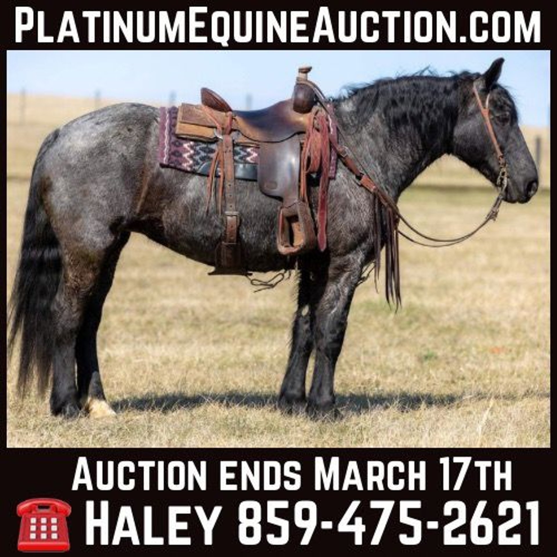 Friesian horses Mare 7 years 15,2 hh Roan-Blue in Ewing KY