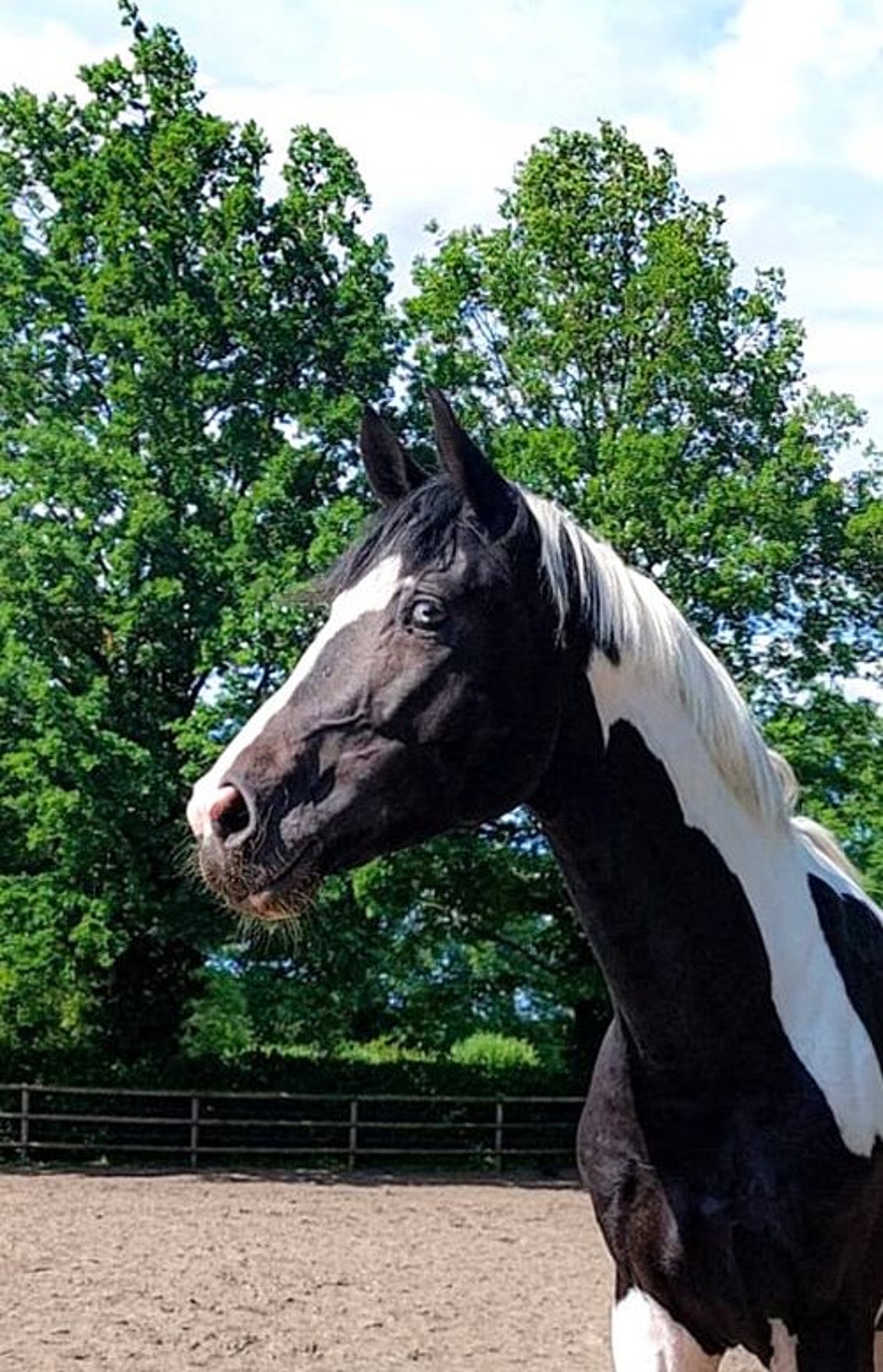 German Riding Horse Stallion Pinto in Etgersleben