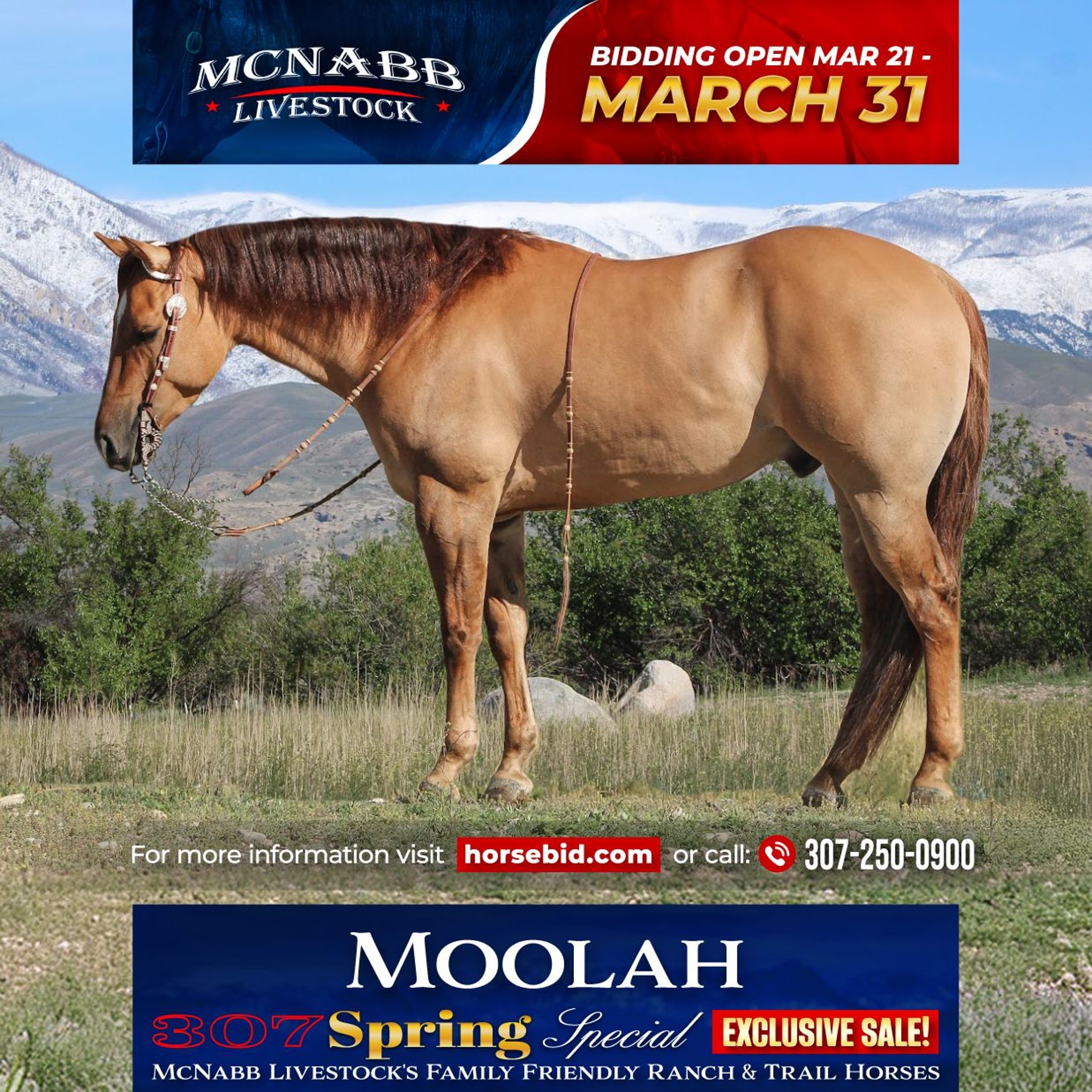 American Quarter Horse Wallach 5 Jahre 152 cm Red Dun in Cody, WY